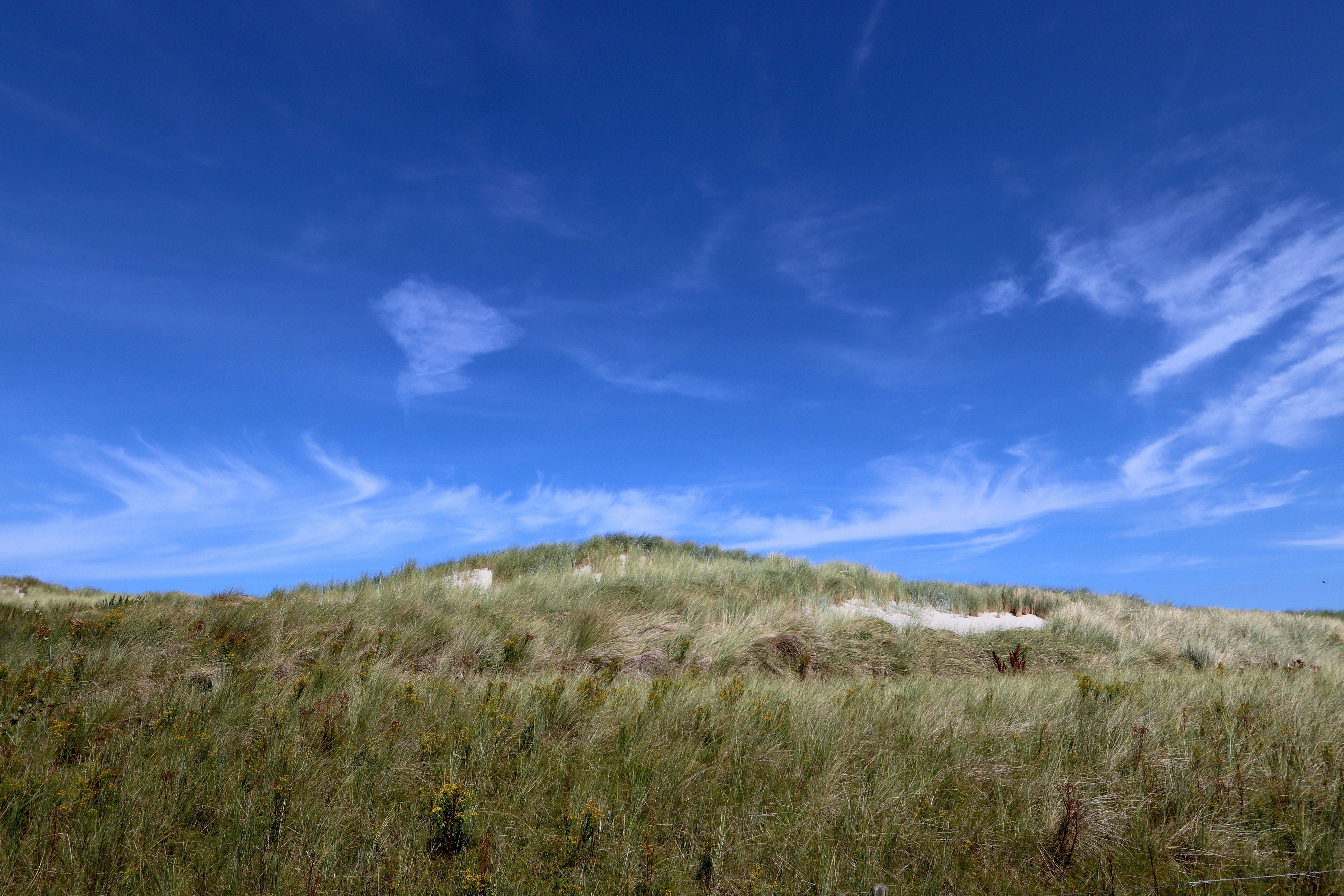 Dune Crest Under Vast Blue: Grassland Ridge Beneath a Clear Sky