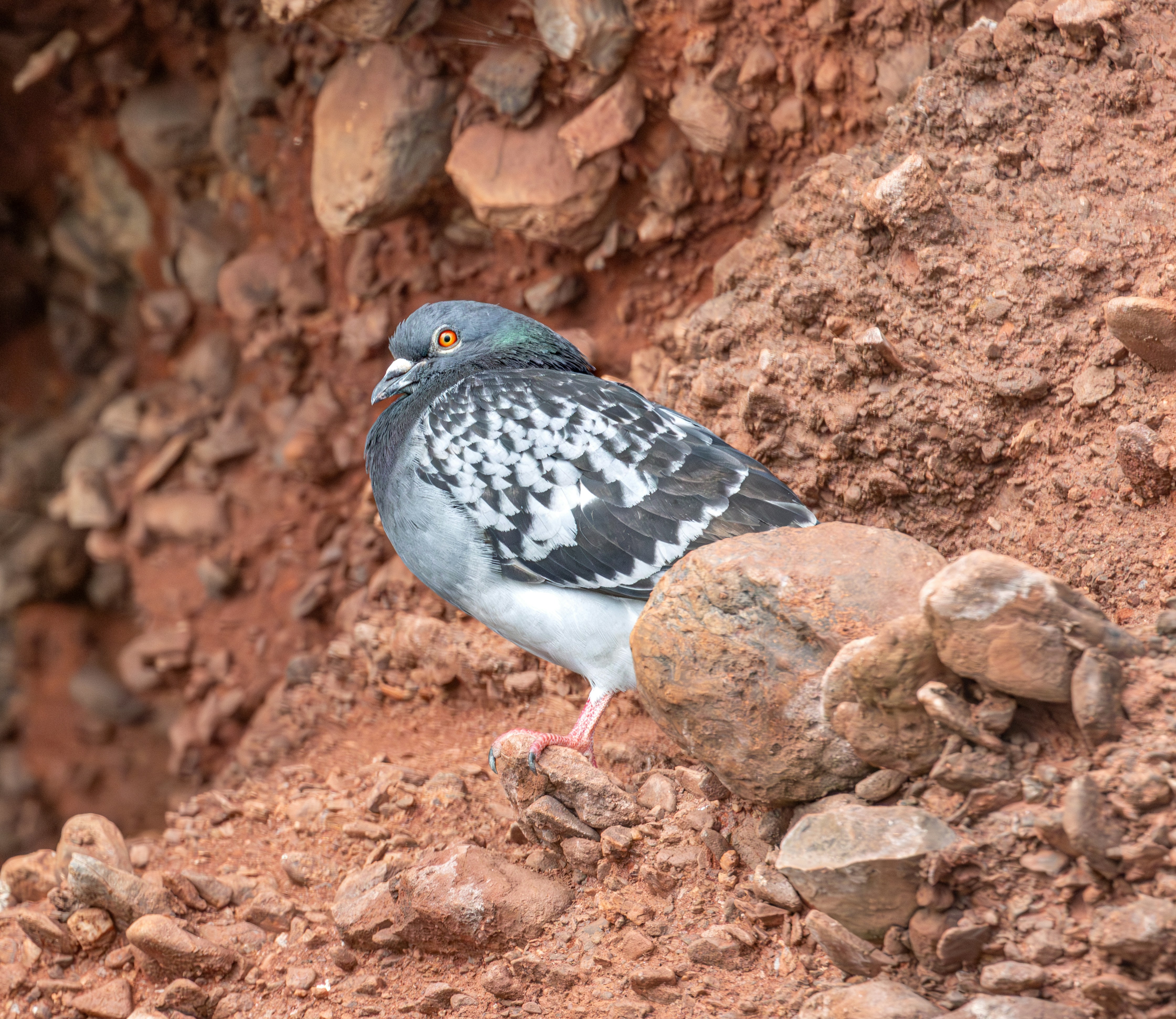 Rust-Red Perch: A Pigeon Poised on a Clay-Strewn Ledge