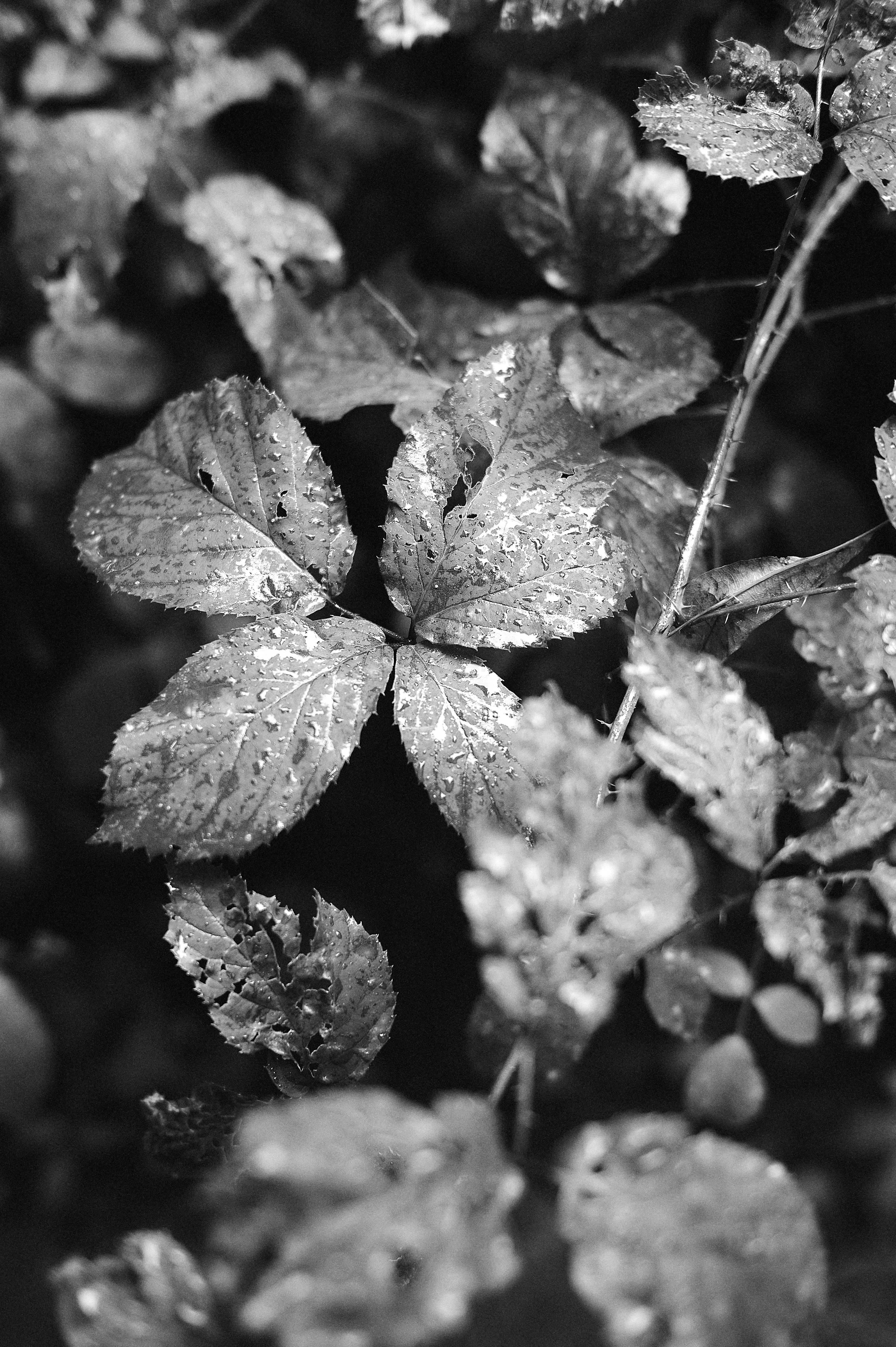 Black and white photograph of leaves with water droplets photo – Free ...