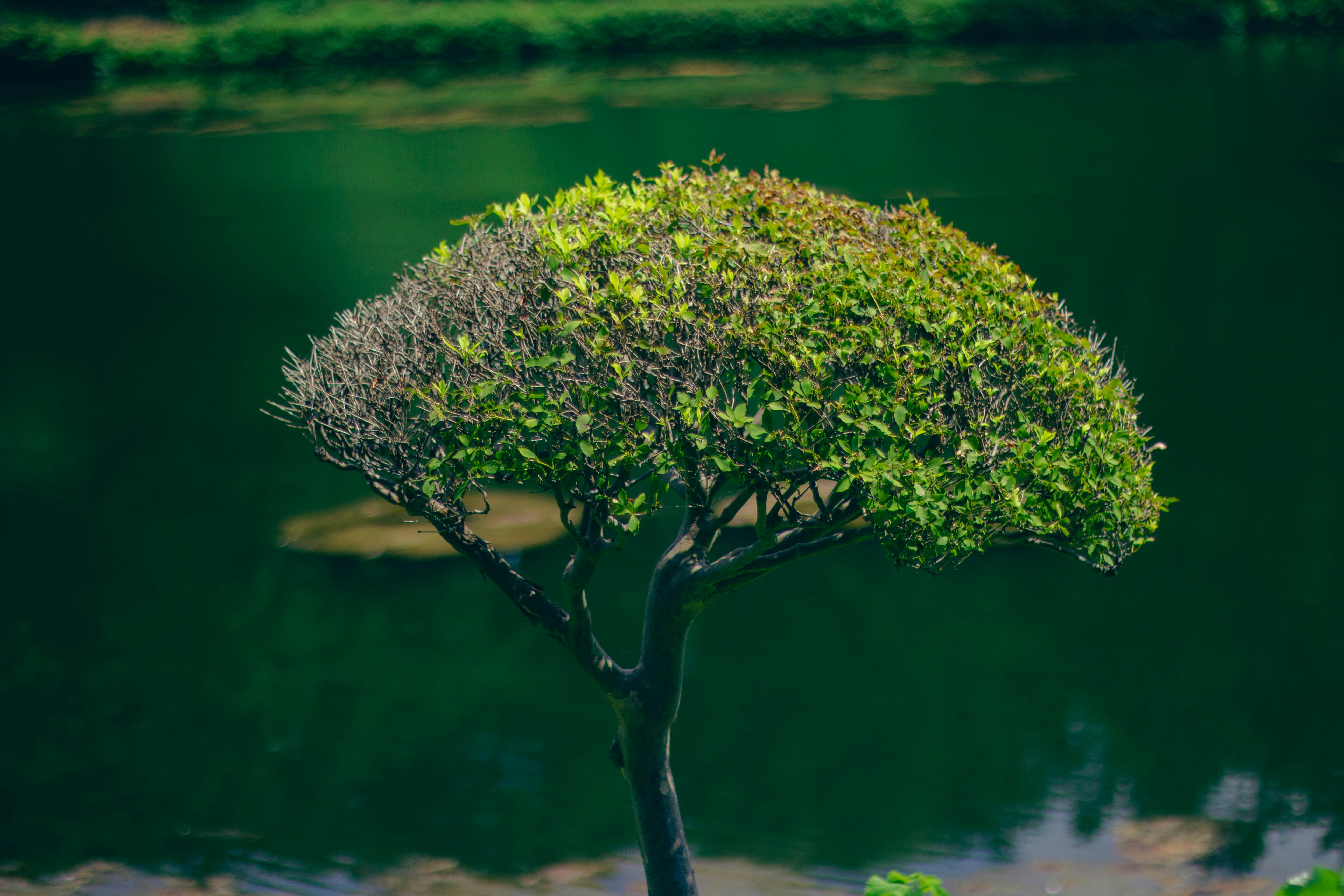 Crowned Silence: A Lone Tree on a Glassy Emerald Lake