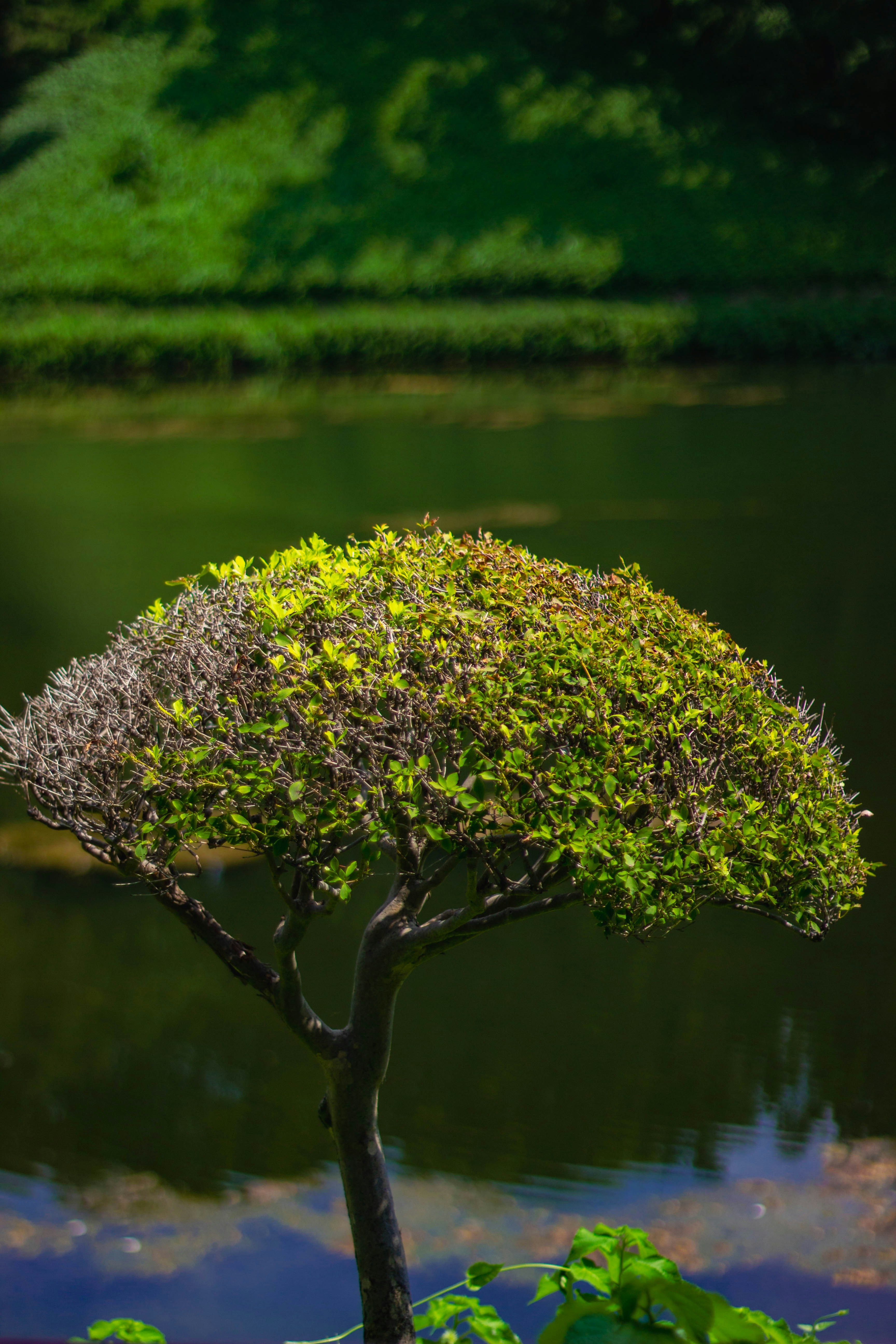 Lakeside Umbrella: a sculpted tree bathed in quiet green by the water