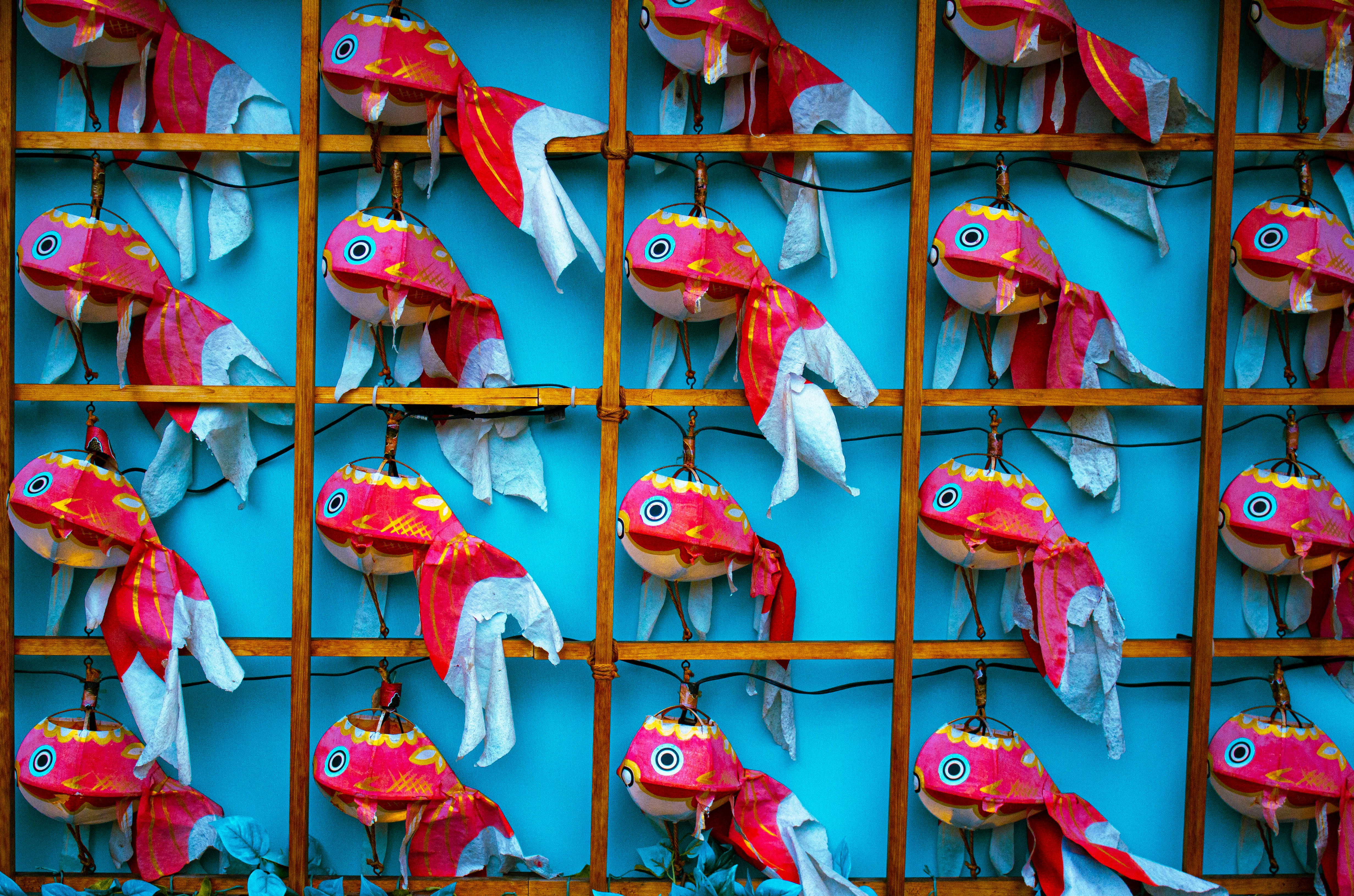 Vibrant koi wall of synchronized color and motion