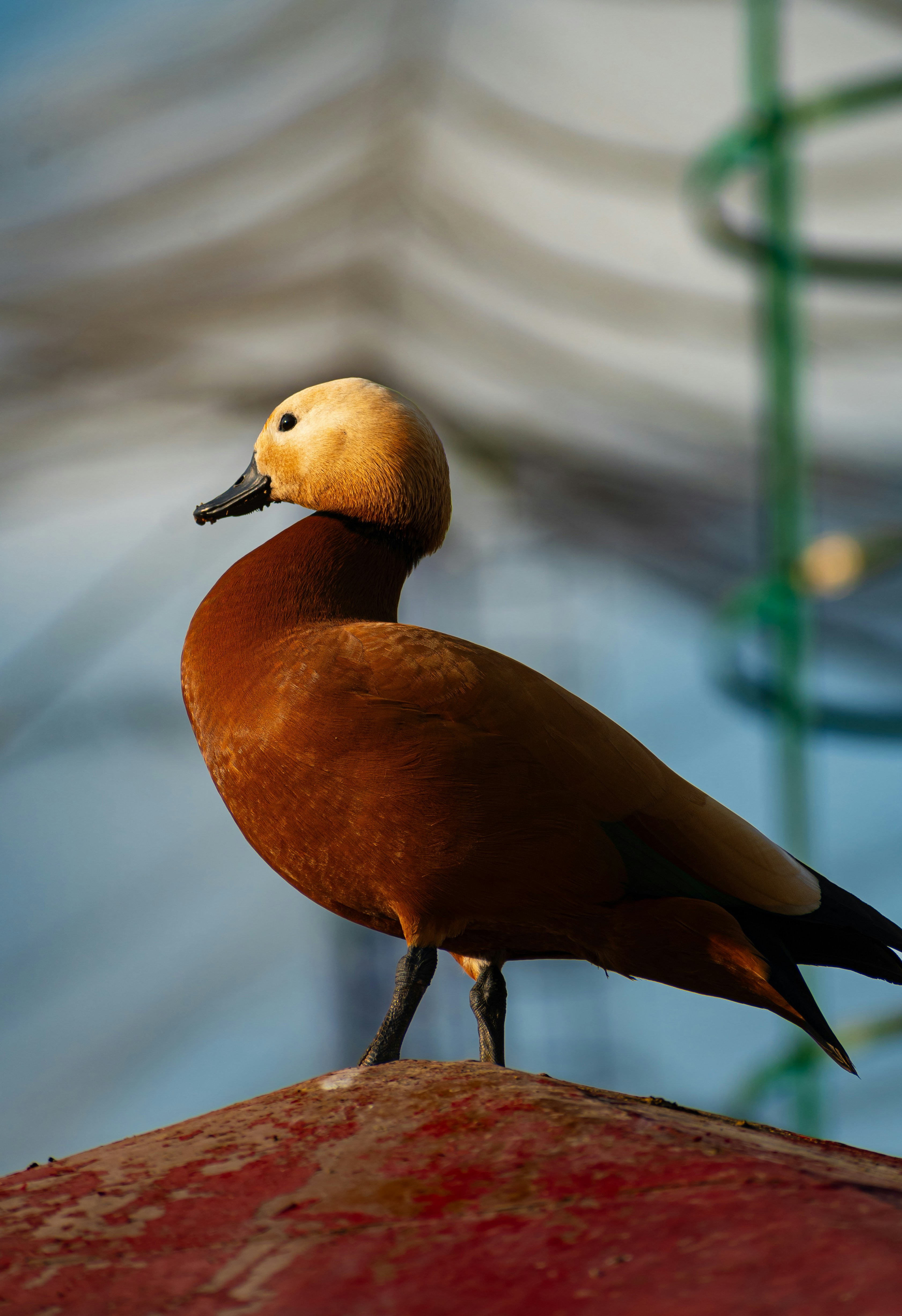 A duck standing on top of a red object photo – Free Duck Image on Unsplash