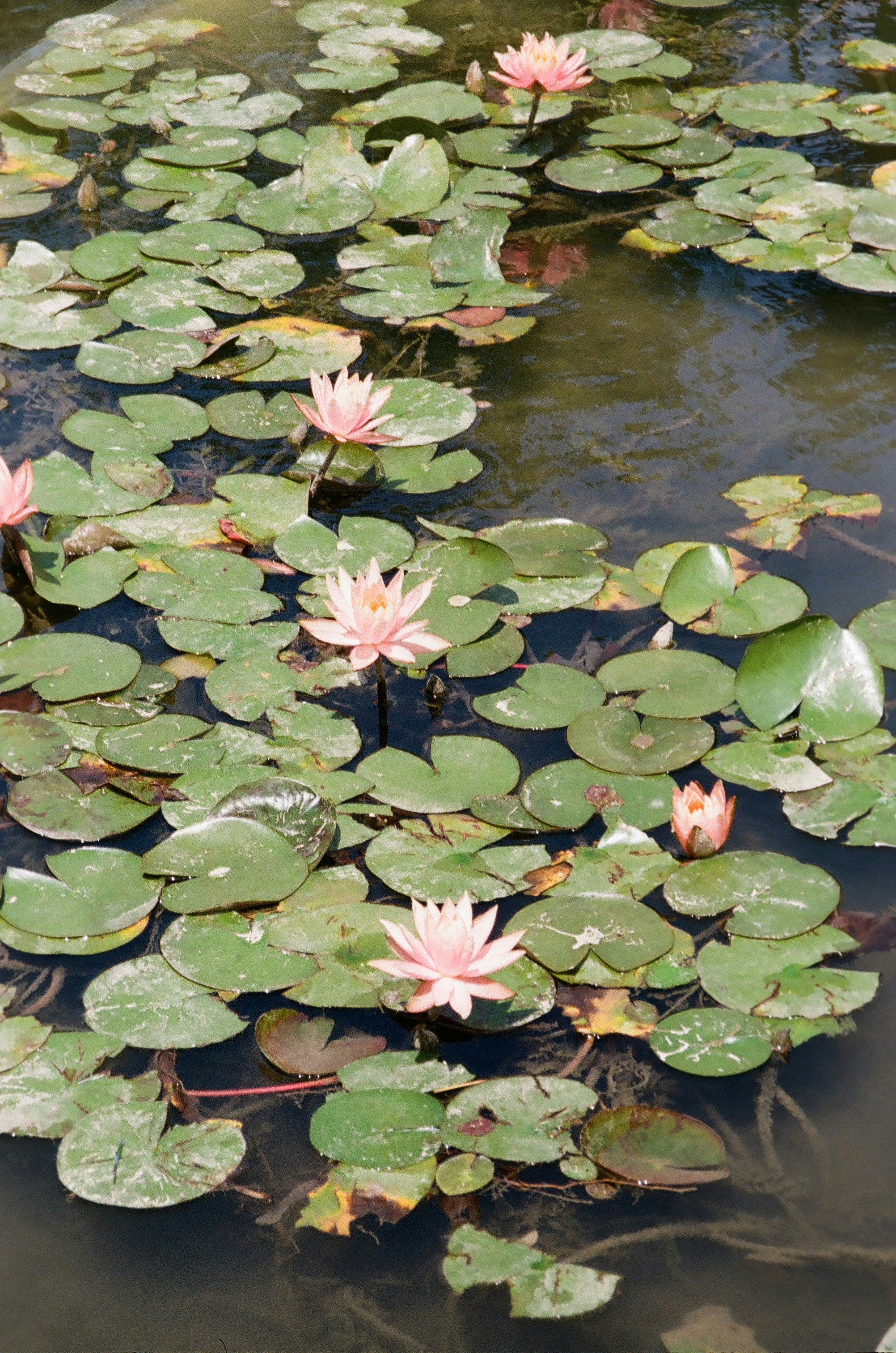 Foto Kolam yang dipenuhi dengan banyak bunga lili air – Gambar Bunga ...
