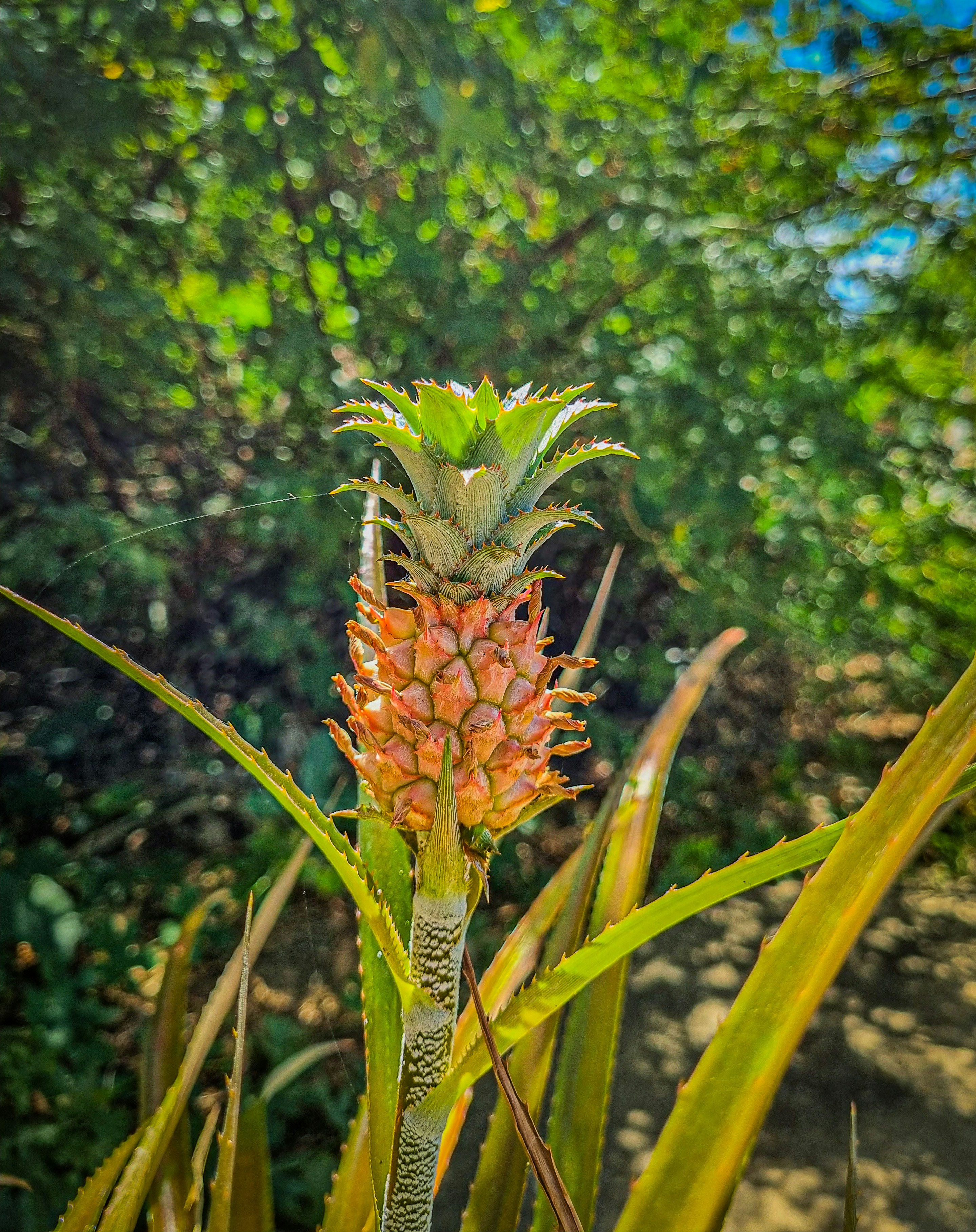 Coral Pineapple in Focus: Sunlit Spike Against a Sea of Green