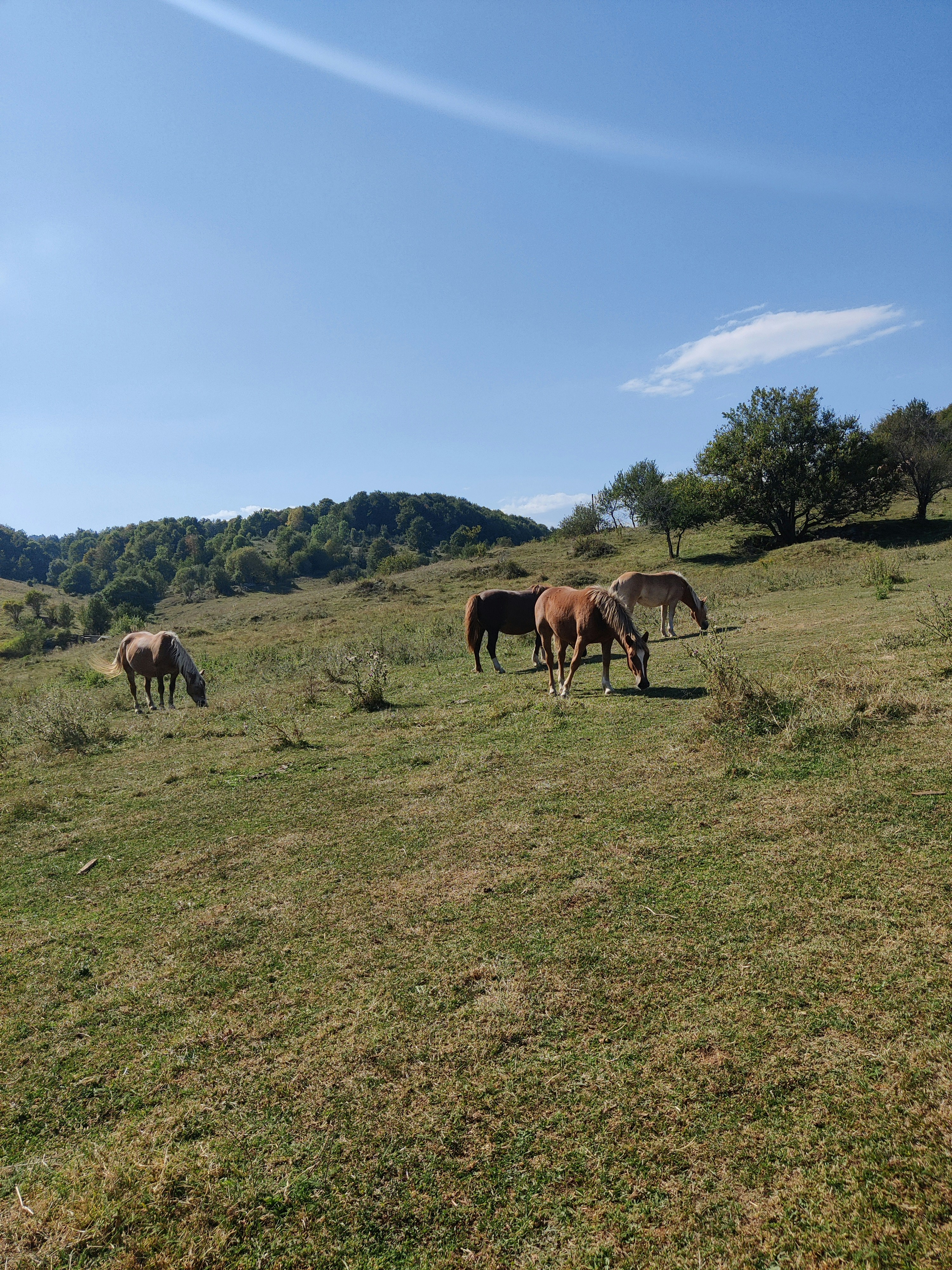 Three horses graze on a sunlit hillside beneath a clear blue sky, a tranquil pasture scene.