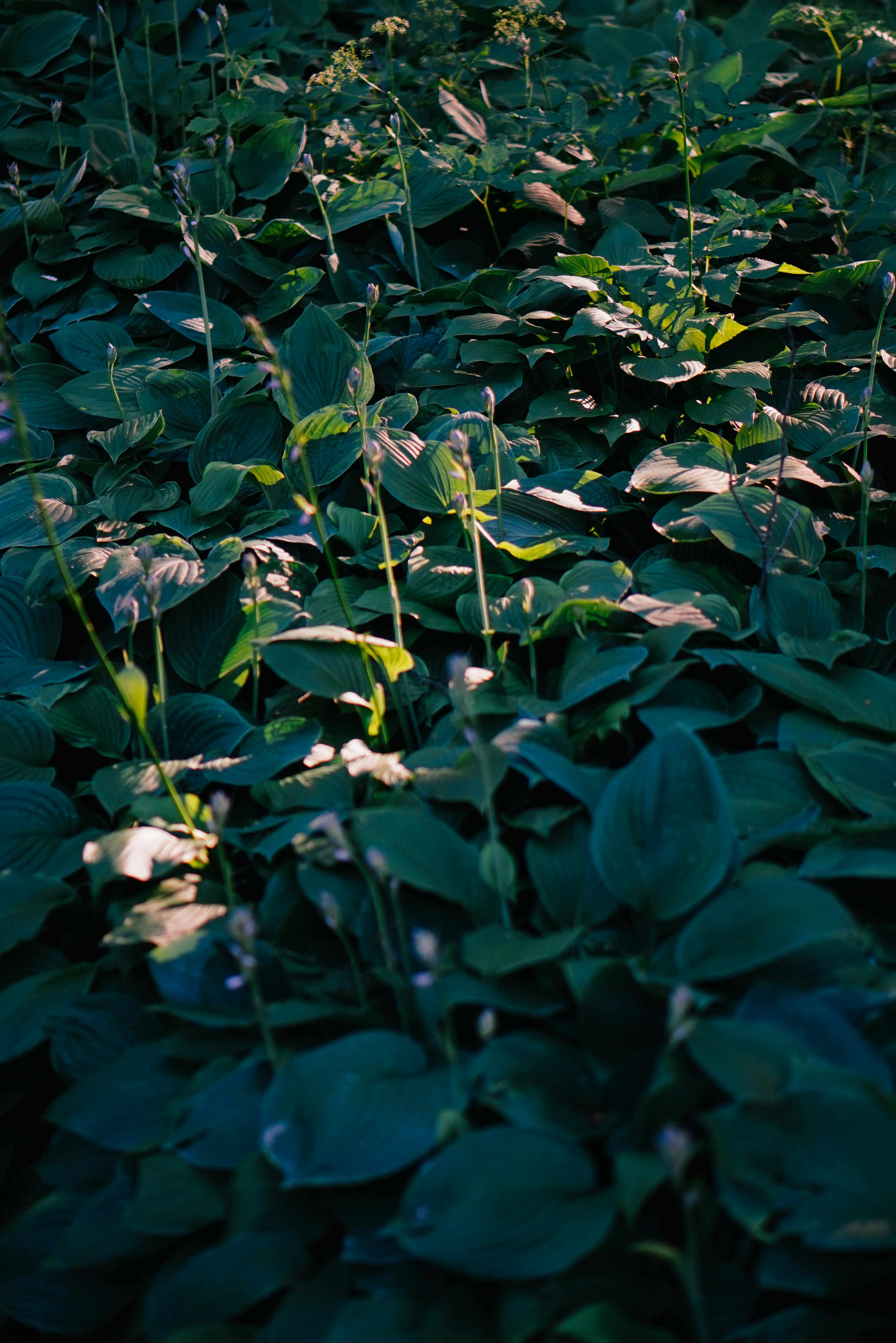 Sunlit Veil: Quiet Drama of Shade-Cloaked LeavesShushan Meloyan