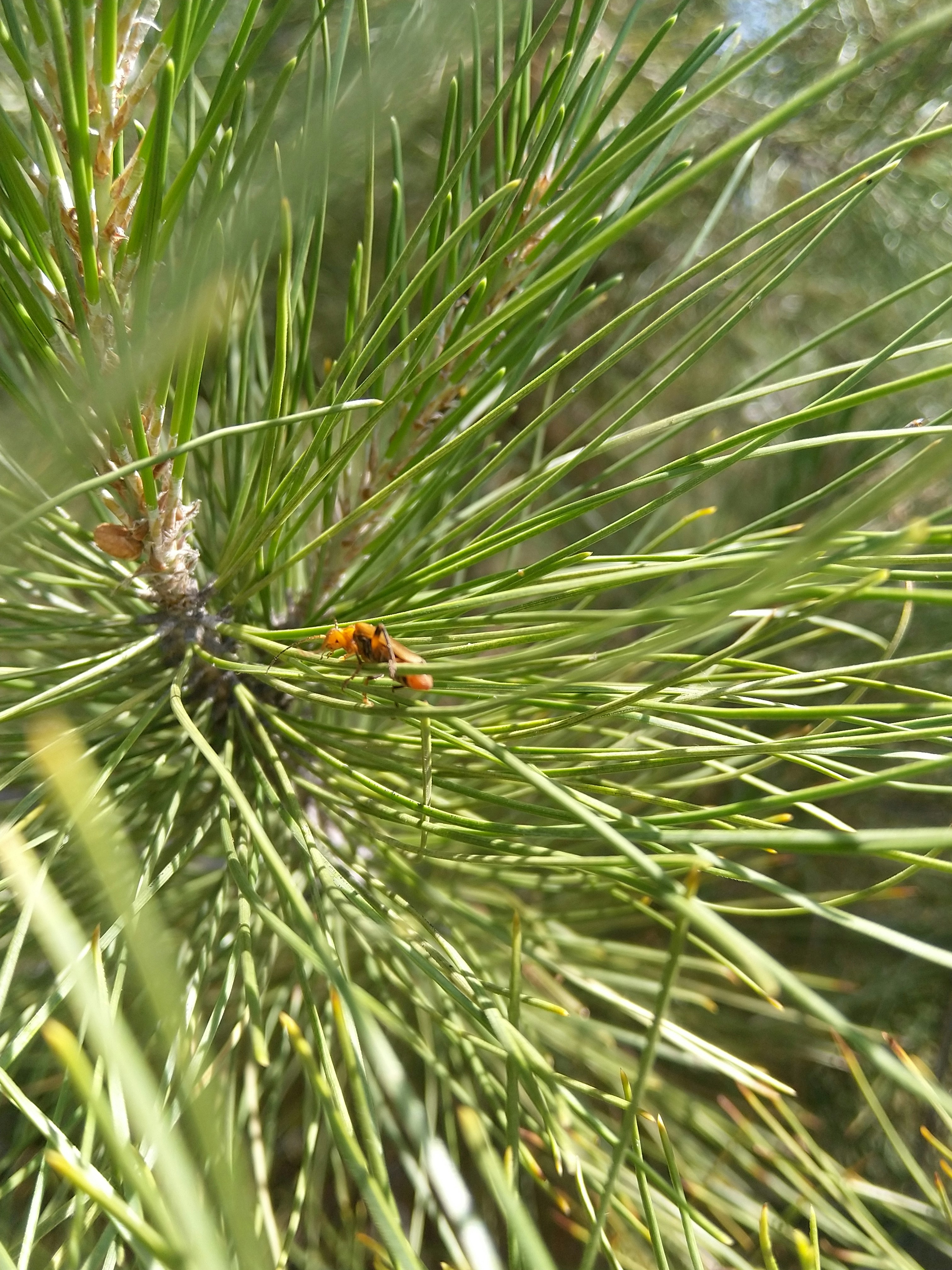 Photo by Anahita Taei with Nokia 7 Plus