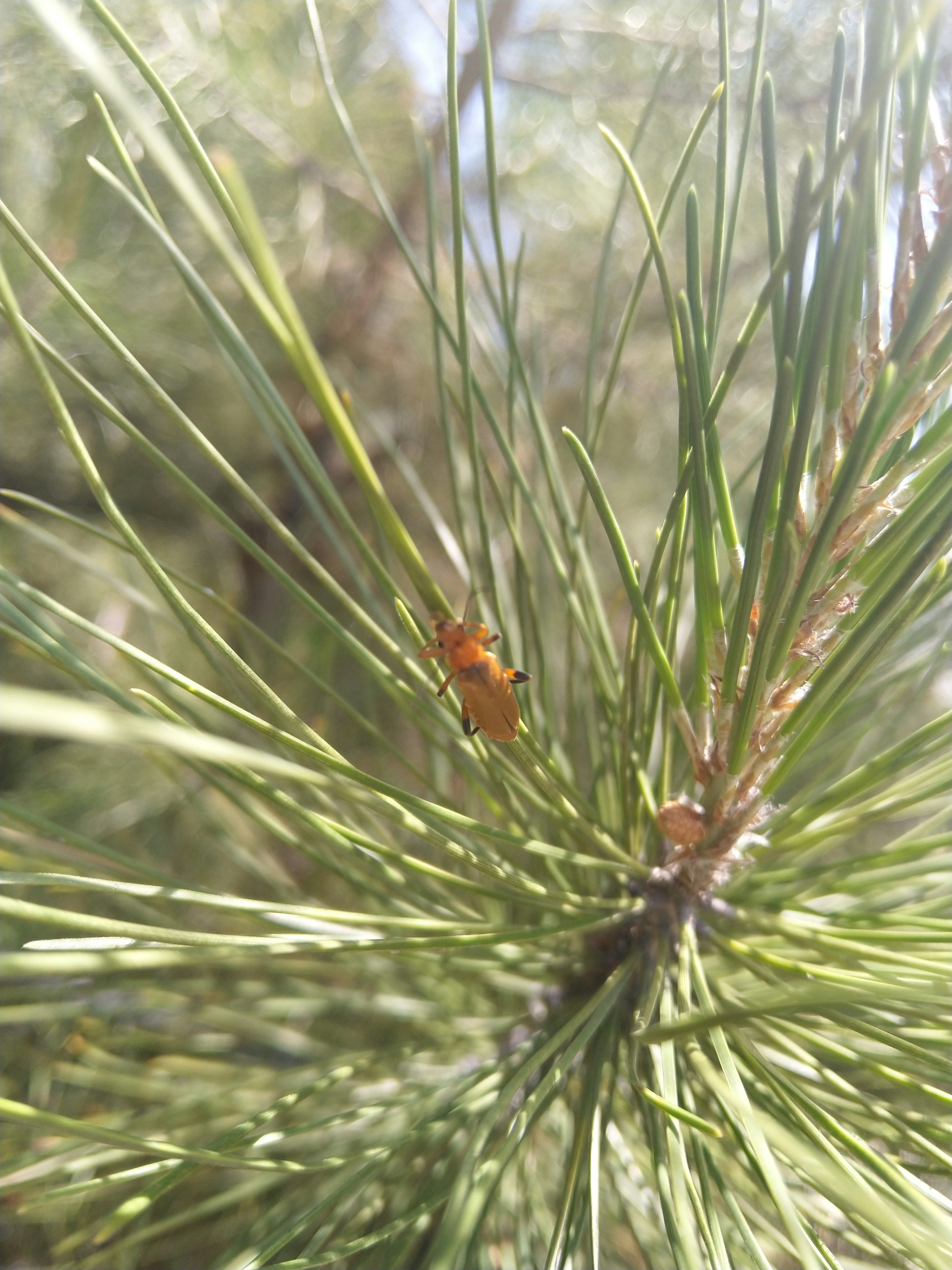 Photo by Anahita Taei with Nokia 7 Plus