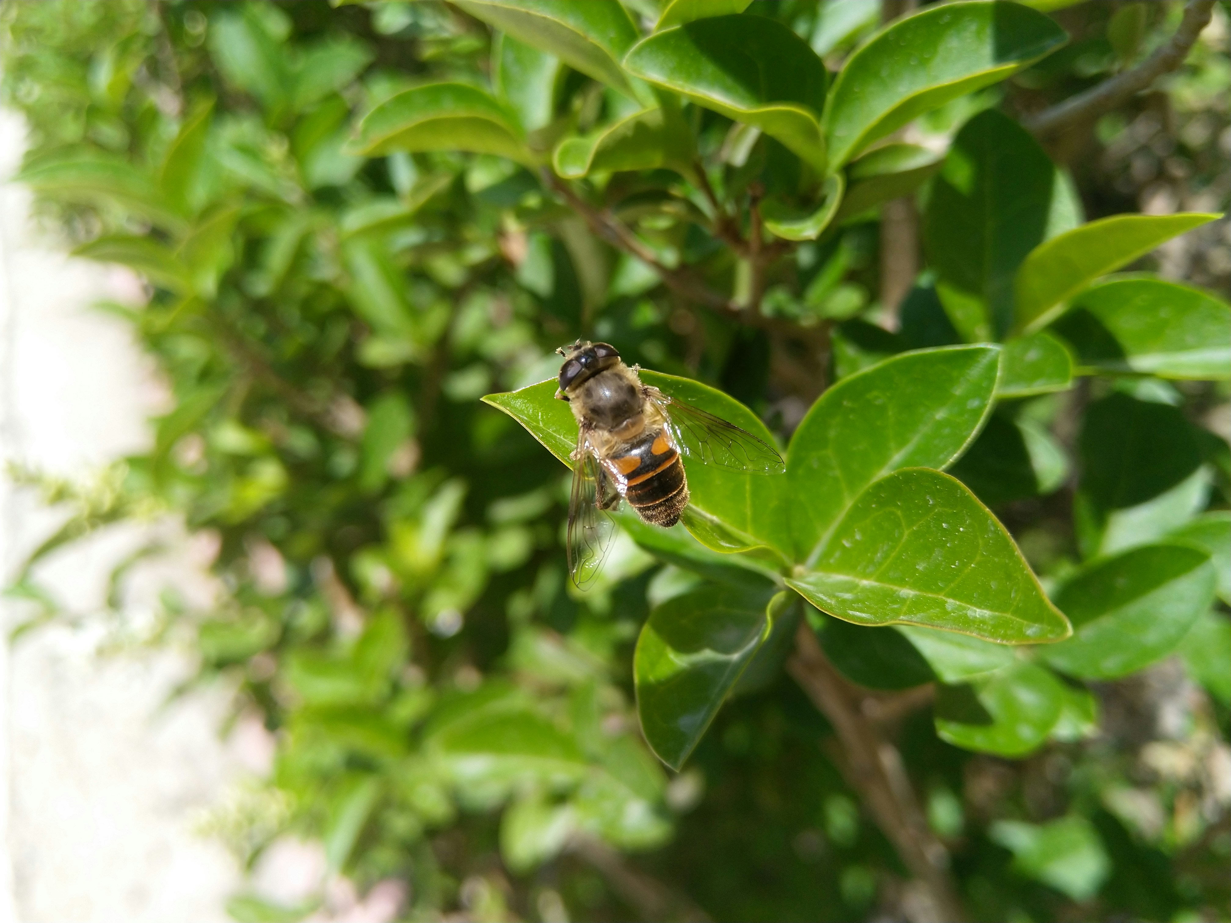 Photo by Anahita Taei with Nokia 7 Plus