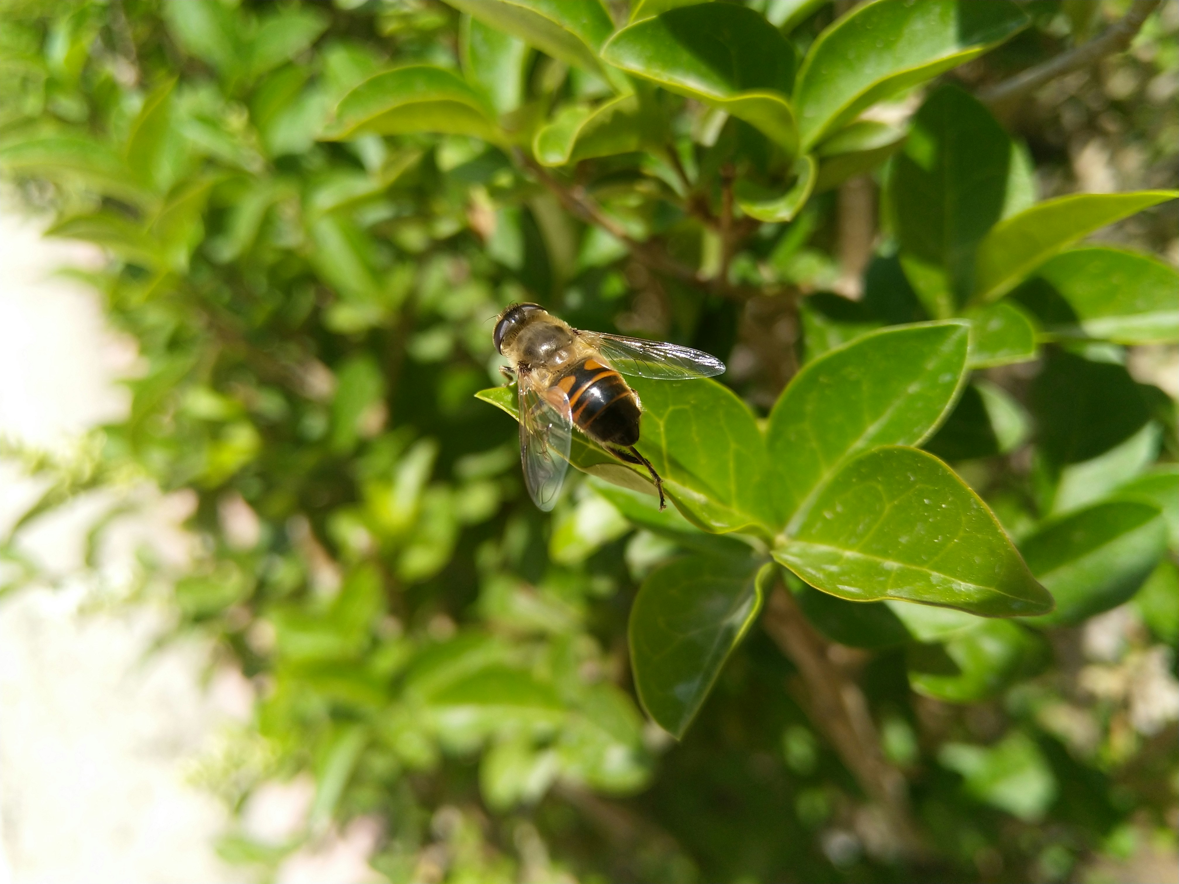 Photo by Anahita Taei with Nokia 7 Plus