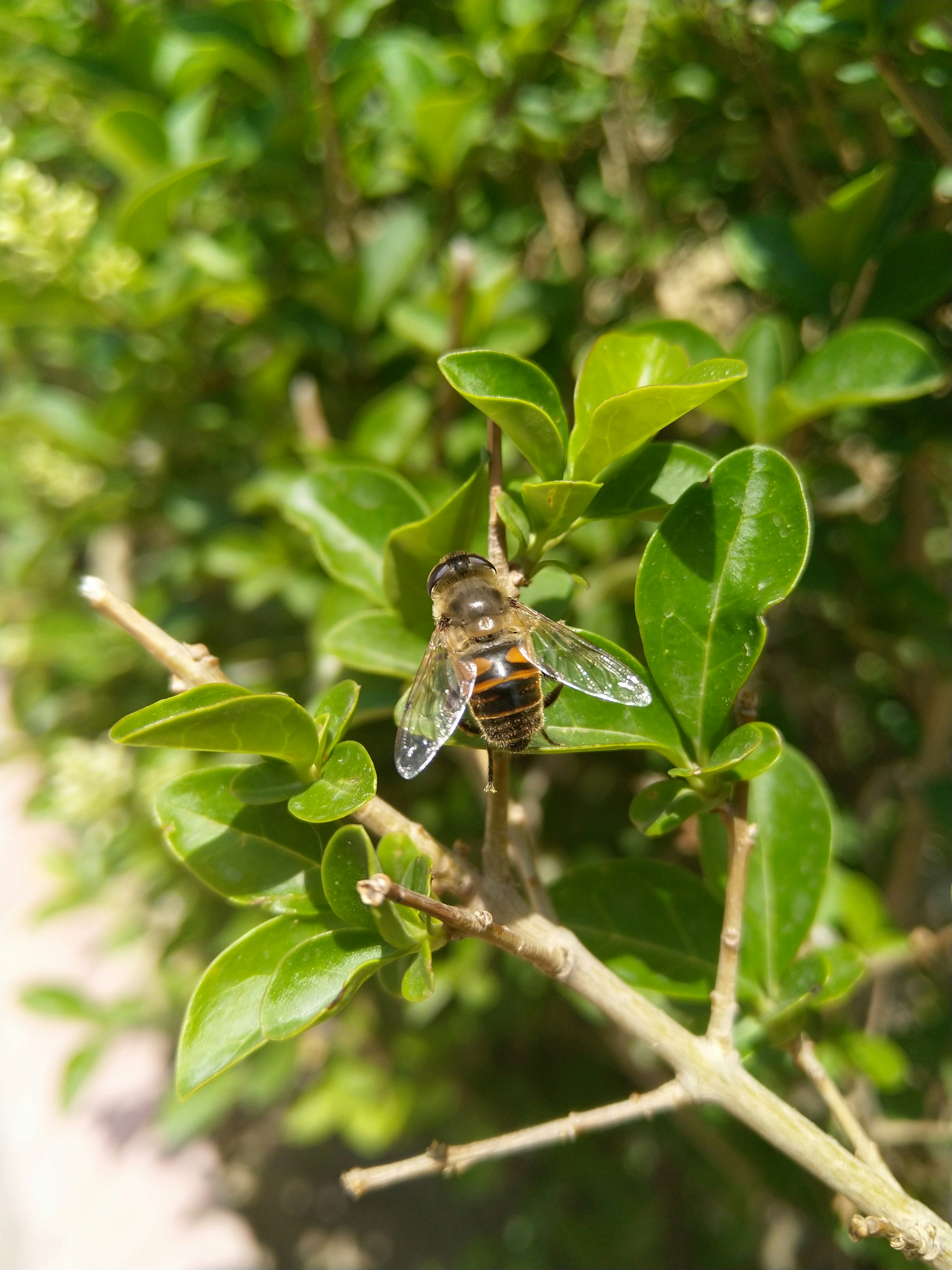 Photo by Anahita Taei with Nokia 7 Plus