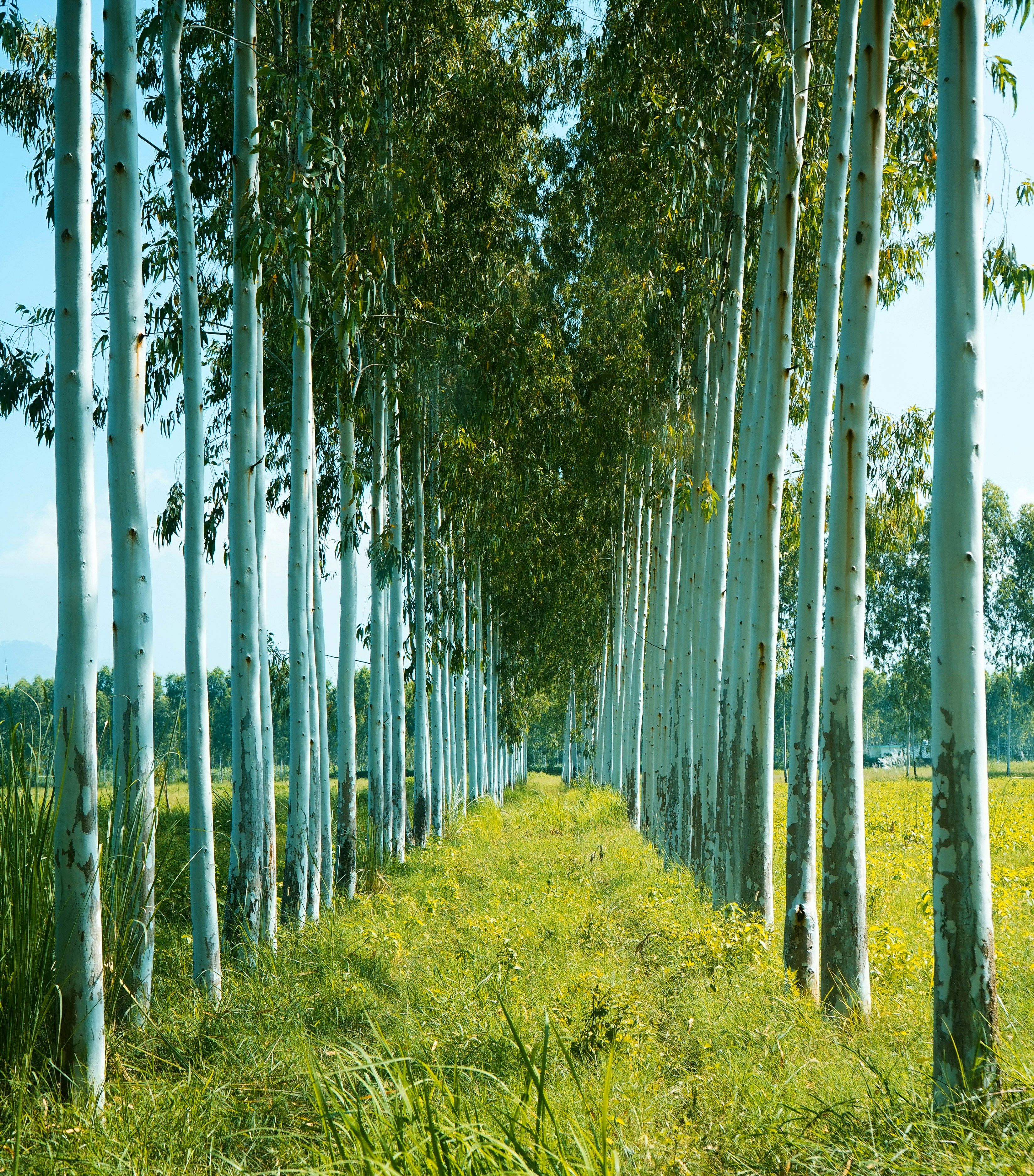 Eucalyptus Avenue: A Sunlit Corridor Framing a Distant Horizon