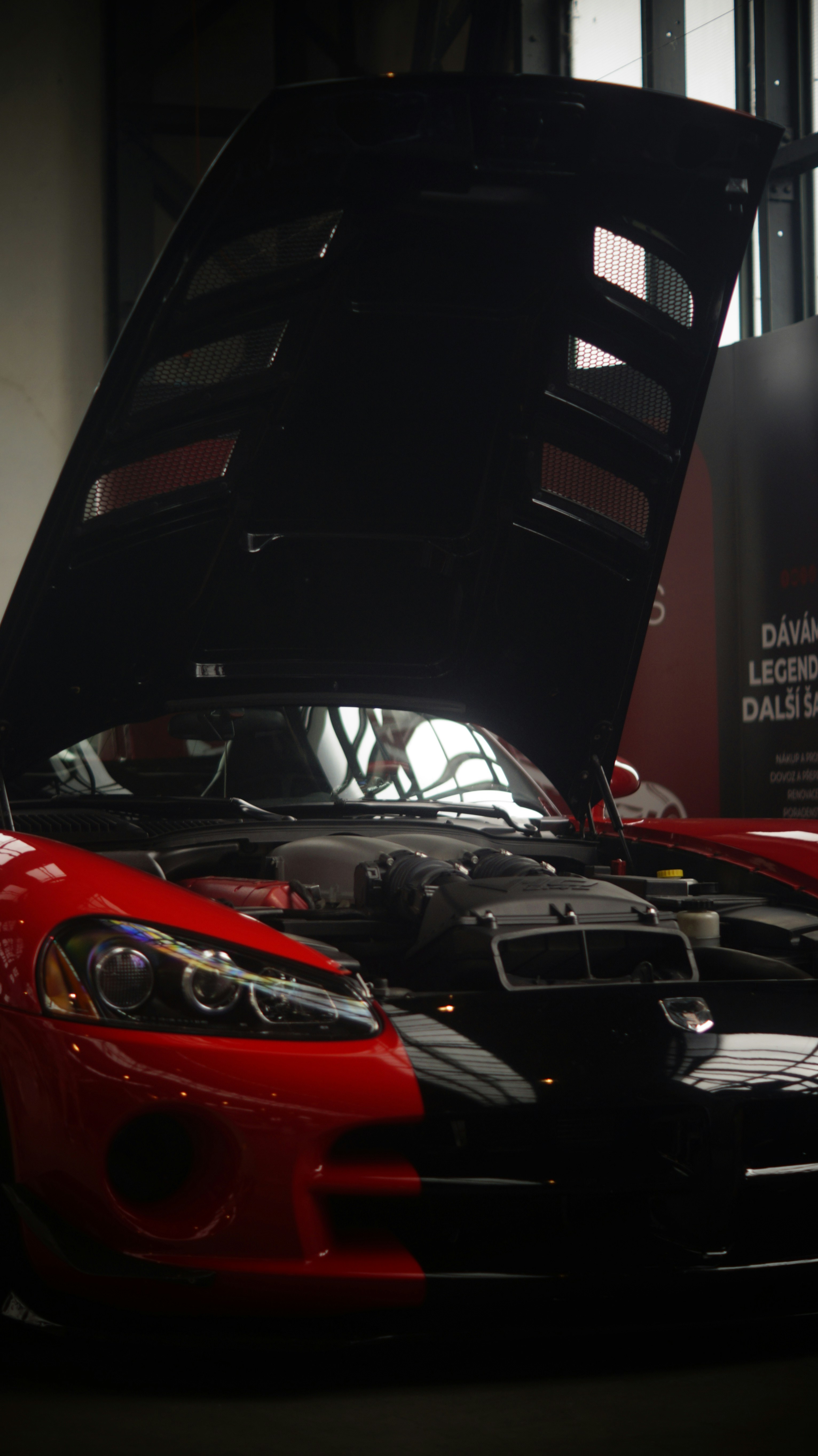 Viper Snake Pictures | Download Free Images on Unsplash