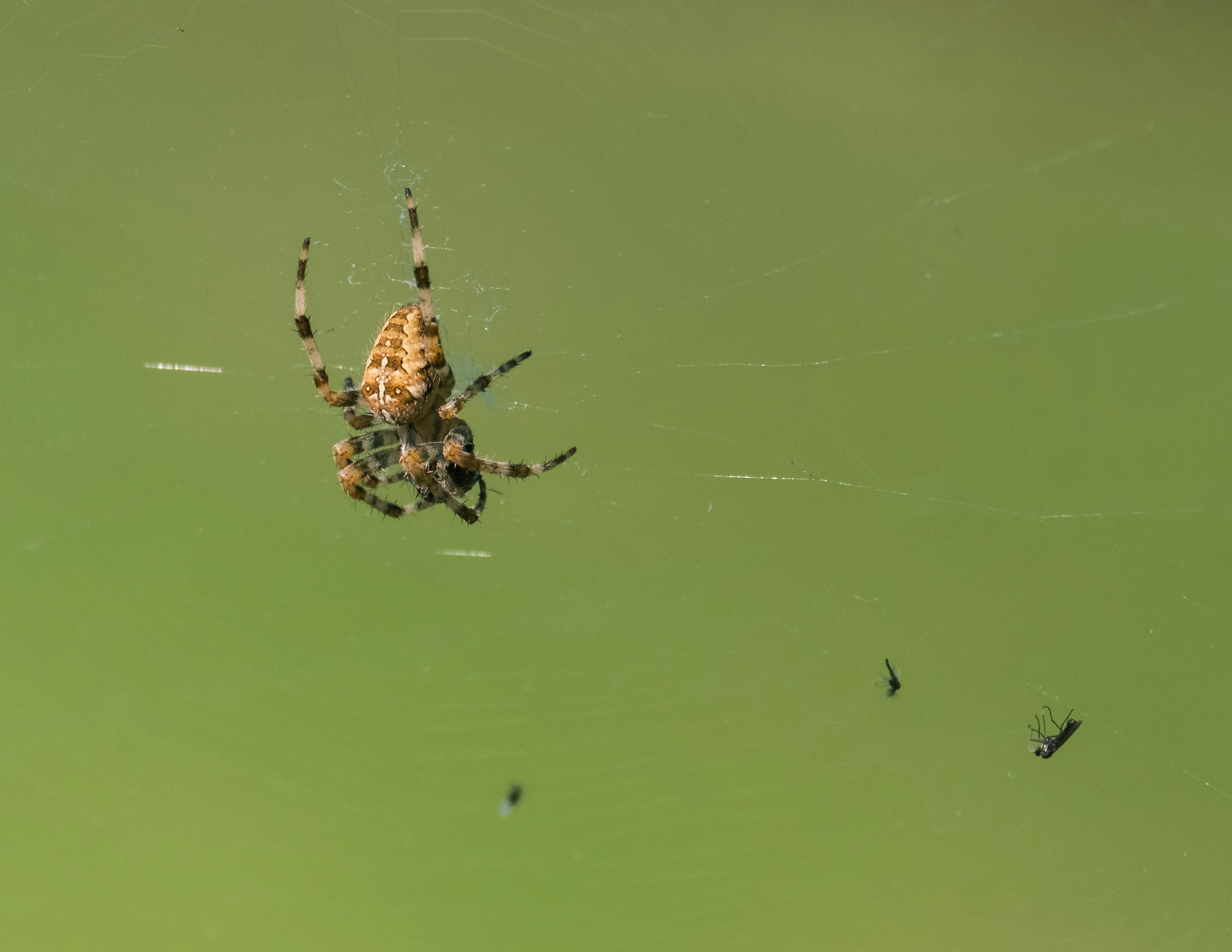Amber-Spotted Orb Weaver Suspended Over a Lime-Hued Web