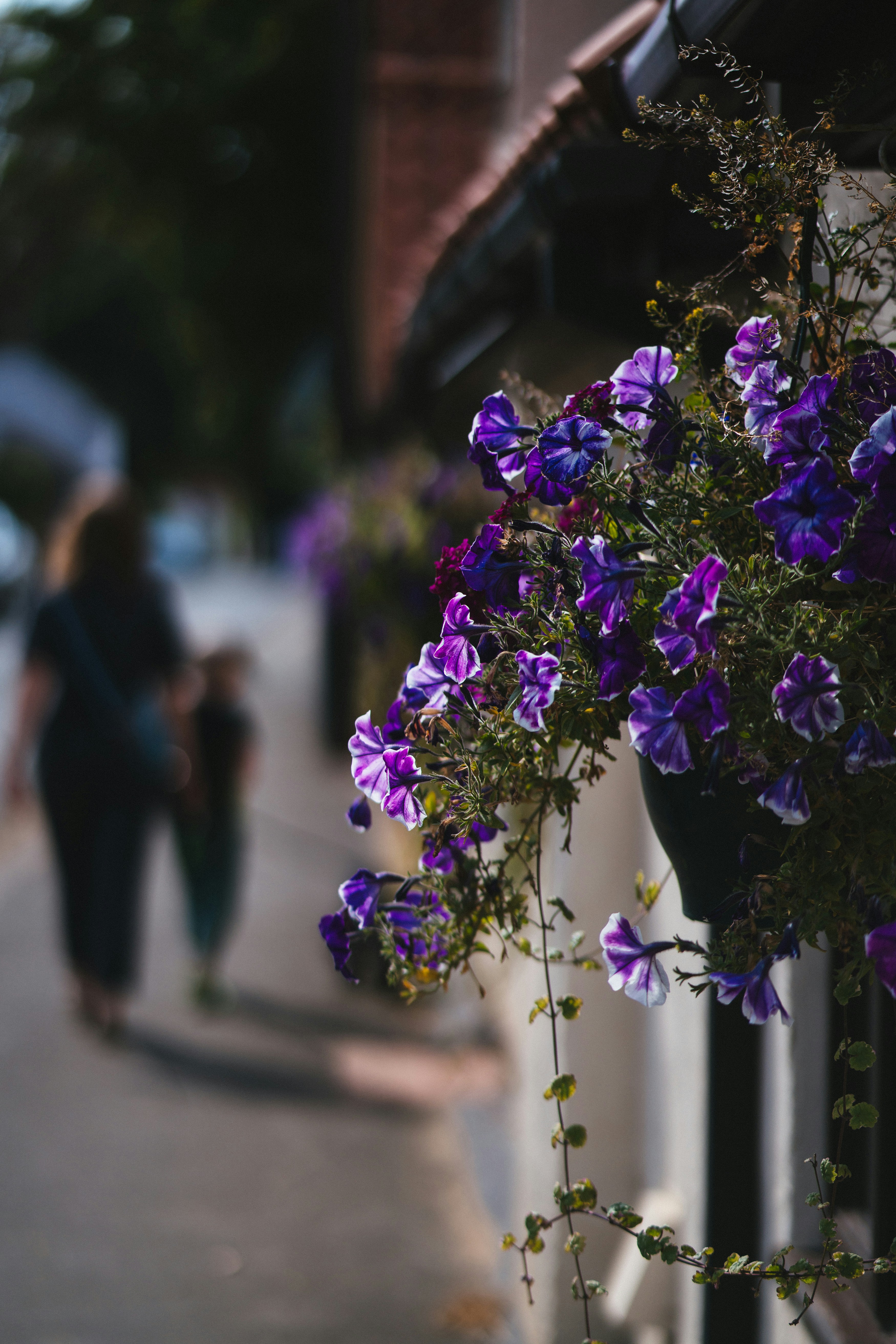 Violet Climbers Framing a Quiet Street: Close-Up of Hanging Petals