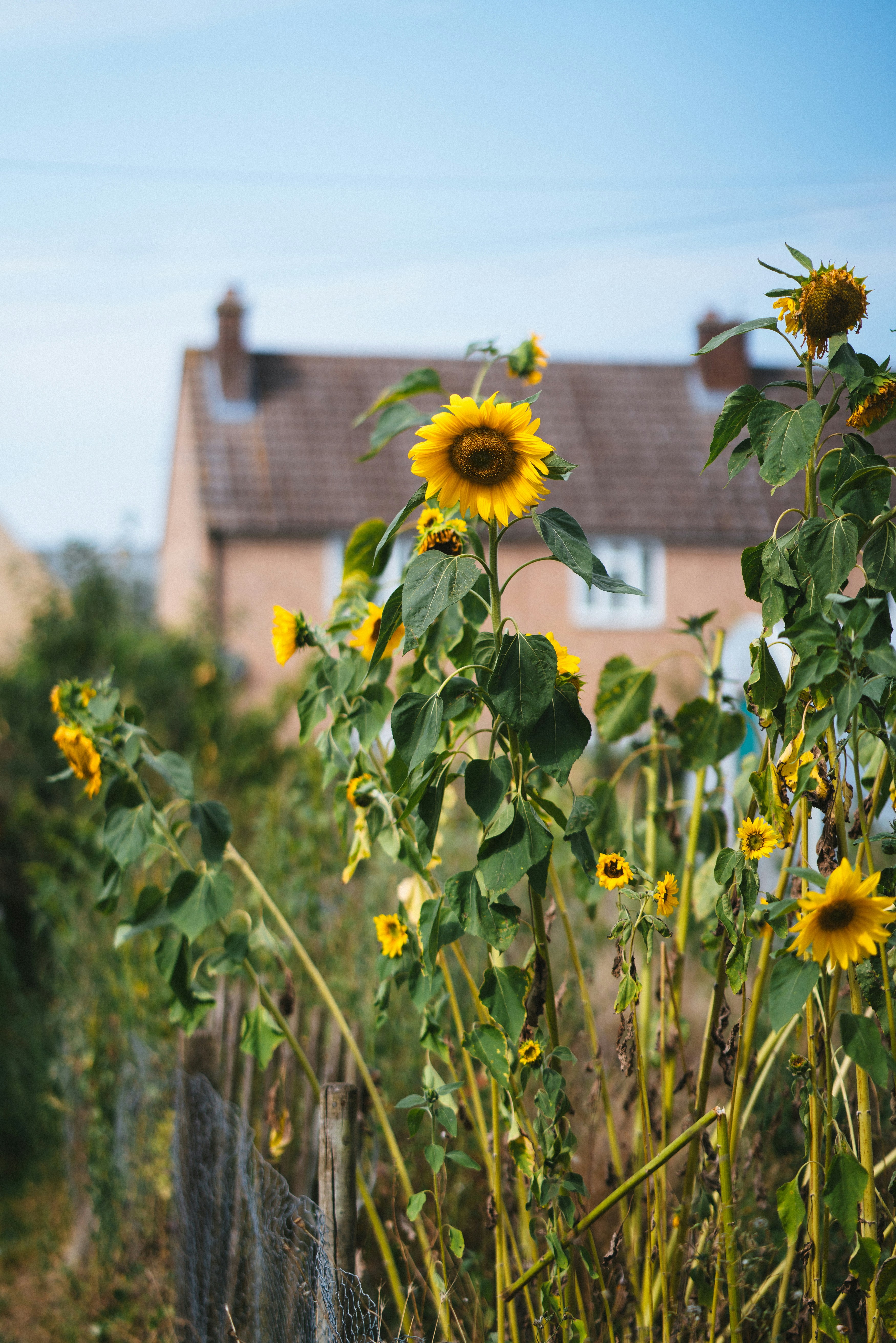 Sunflowers along a fence frame a brick cottage beneath a clear blue sky