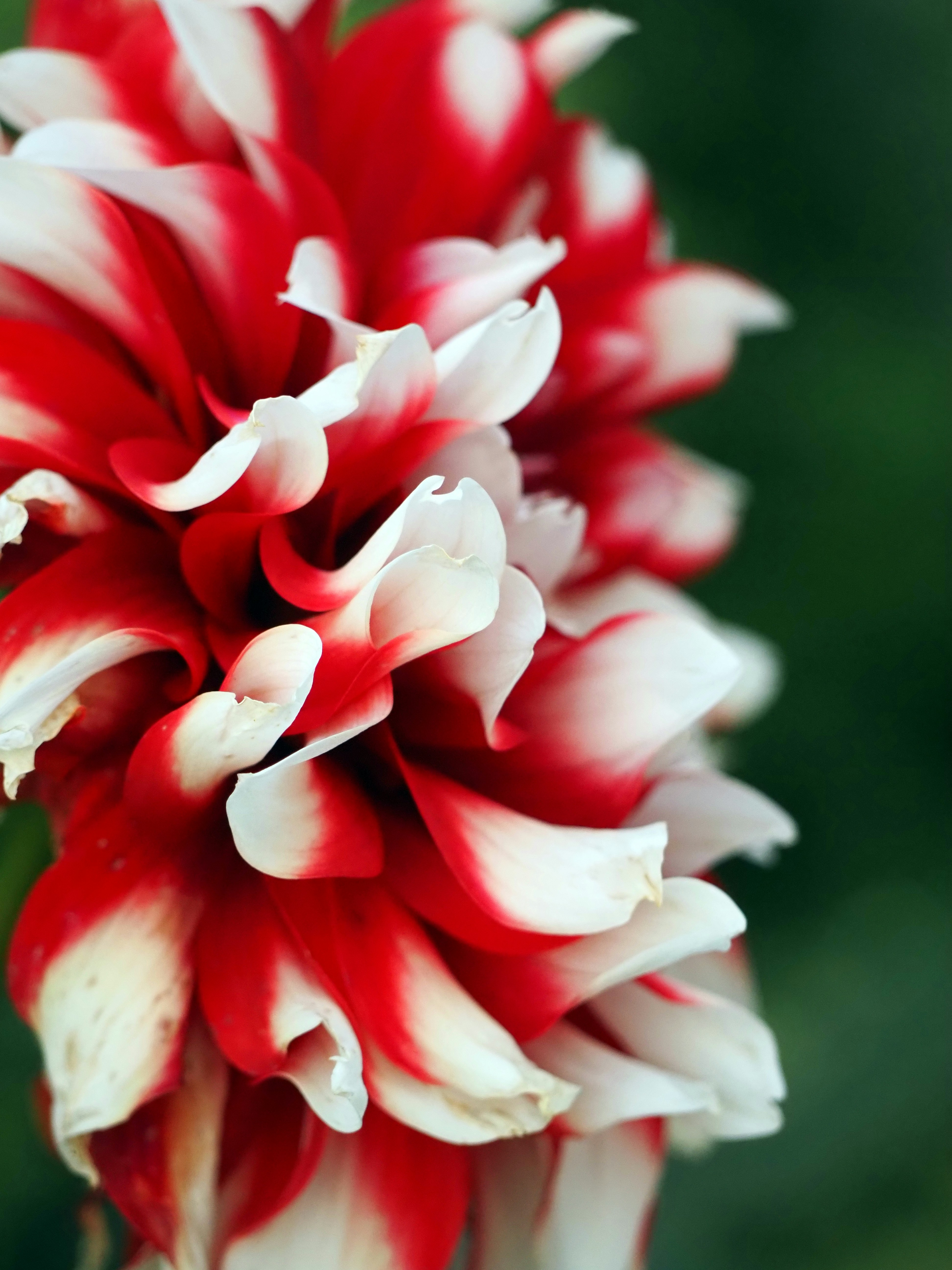 Crimson-Tipped Petals: A Close-Up of Red-and-White Blooming Spirals