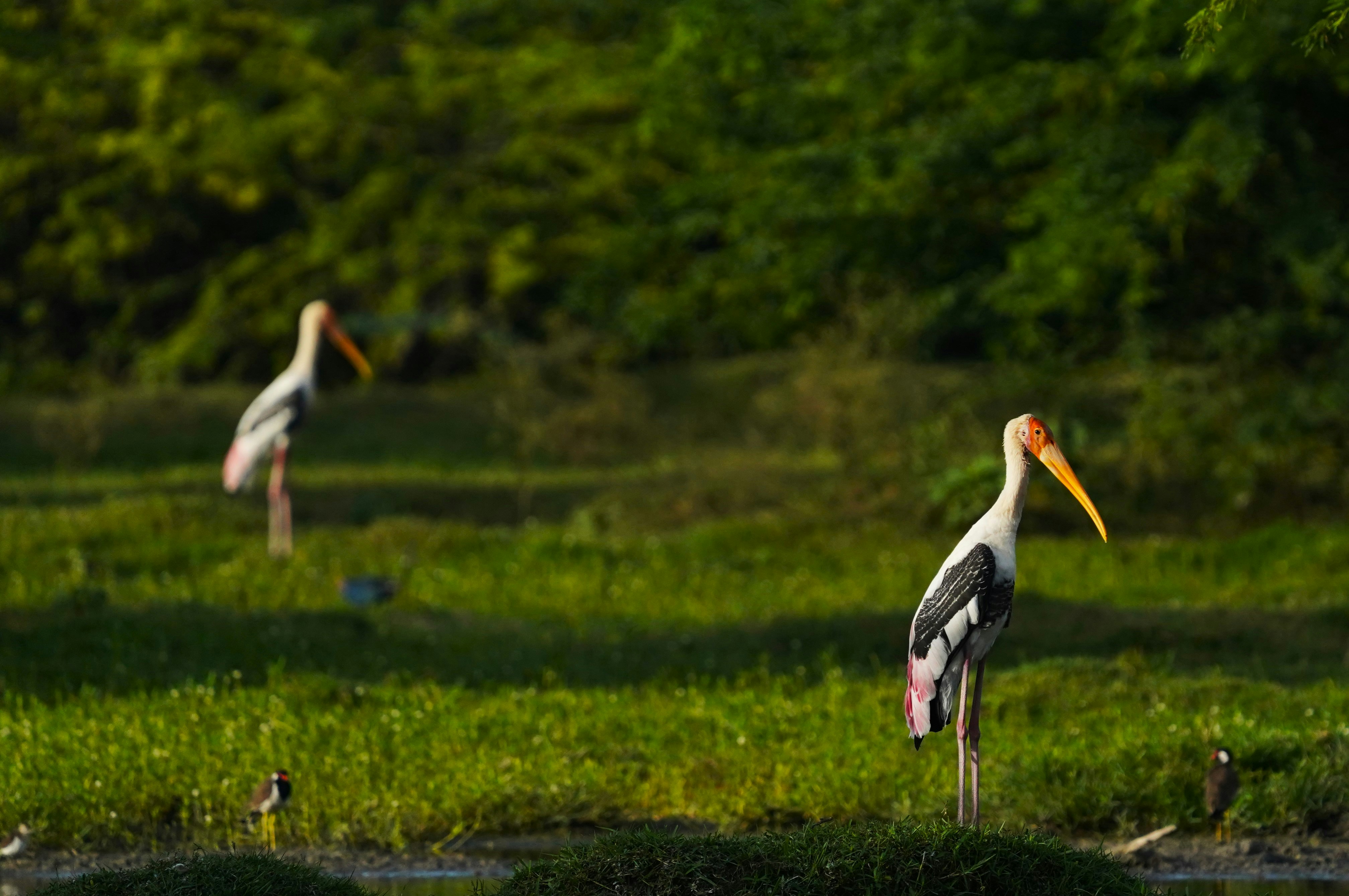 A couple of birds standing on top of a lush green field photo – Free ...