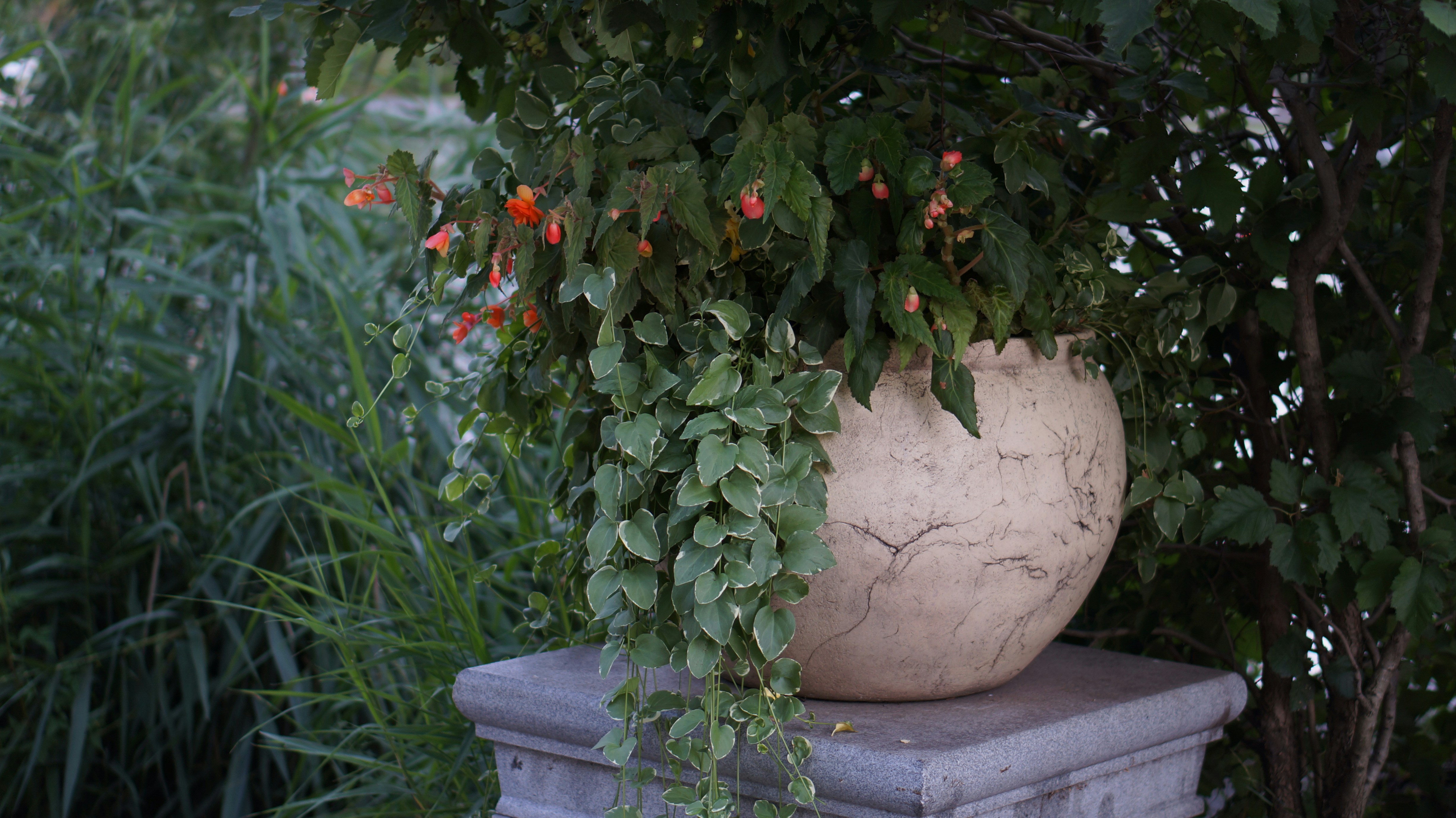 Clay Urn with Pendant Greenery Above a Stone Pedestal