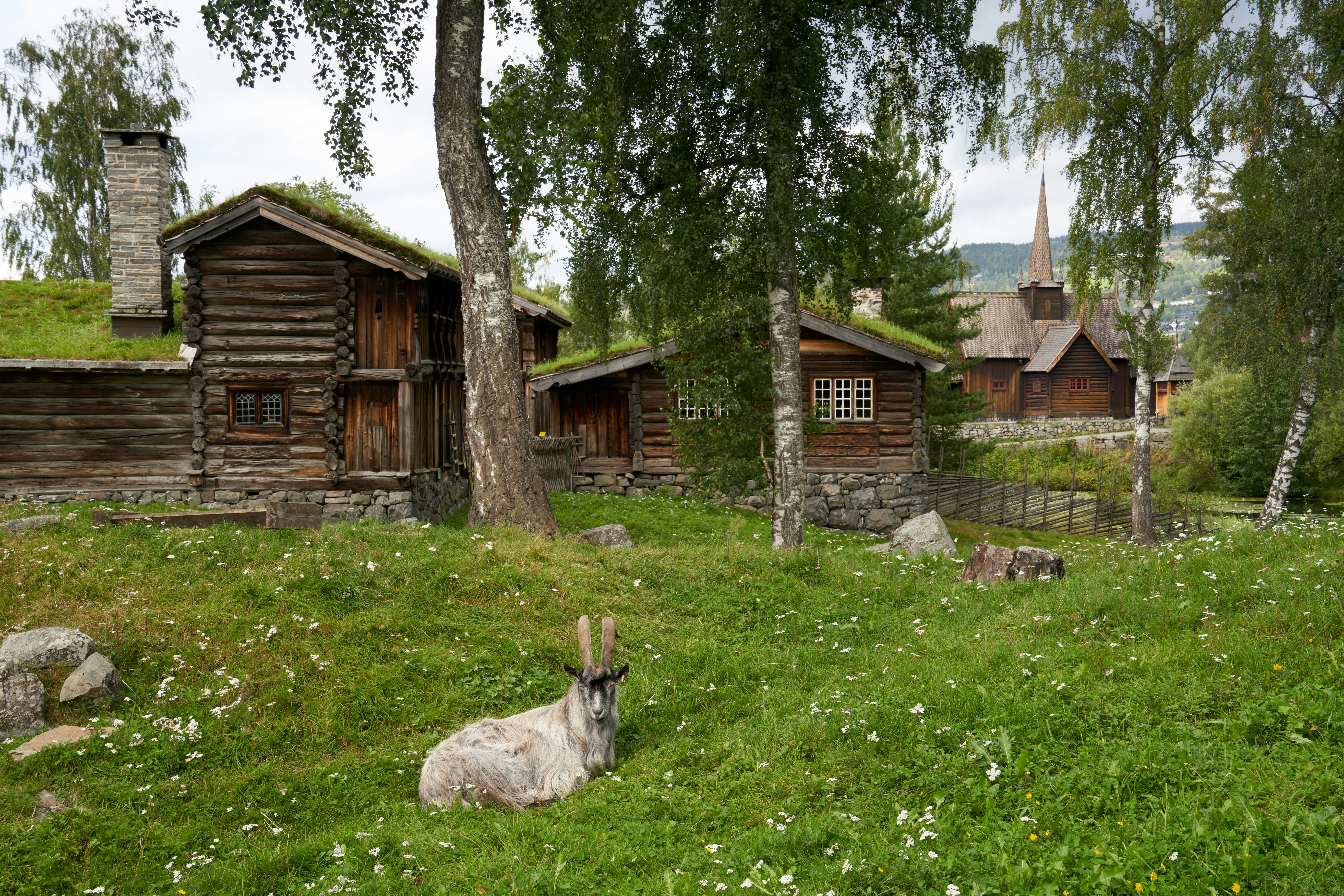 Charming Traditional Village in Lillehammer’s Skanzen: Historic Stave Buildings, a Picturesque Church, and a Relaxing Goat in a Lush Summer Garden in Norway