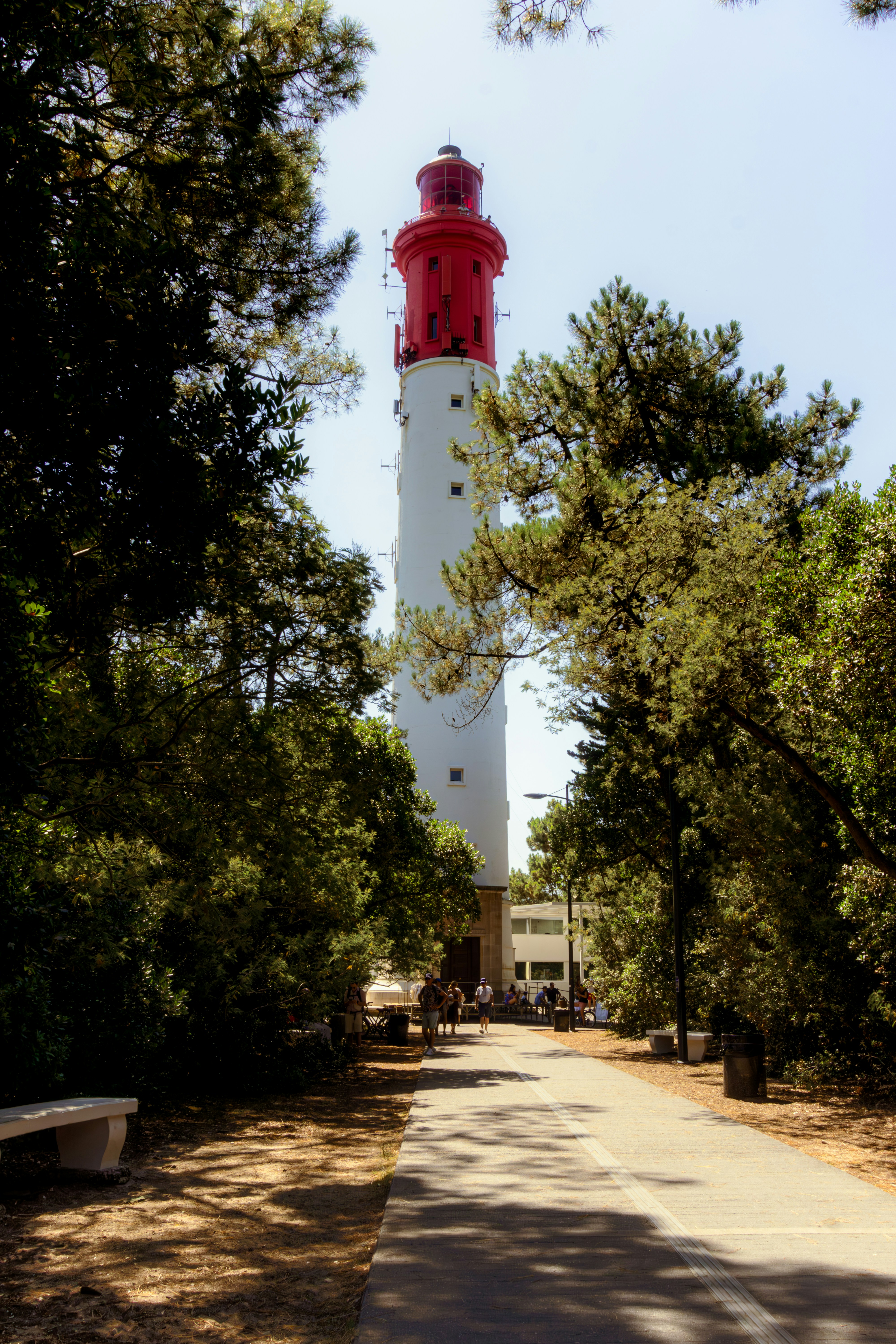 Lighthouse Amid Pines: A Sunlit Path to the Red Beacon