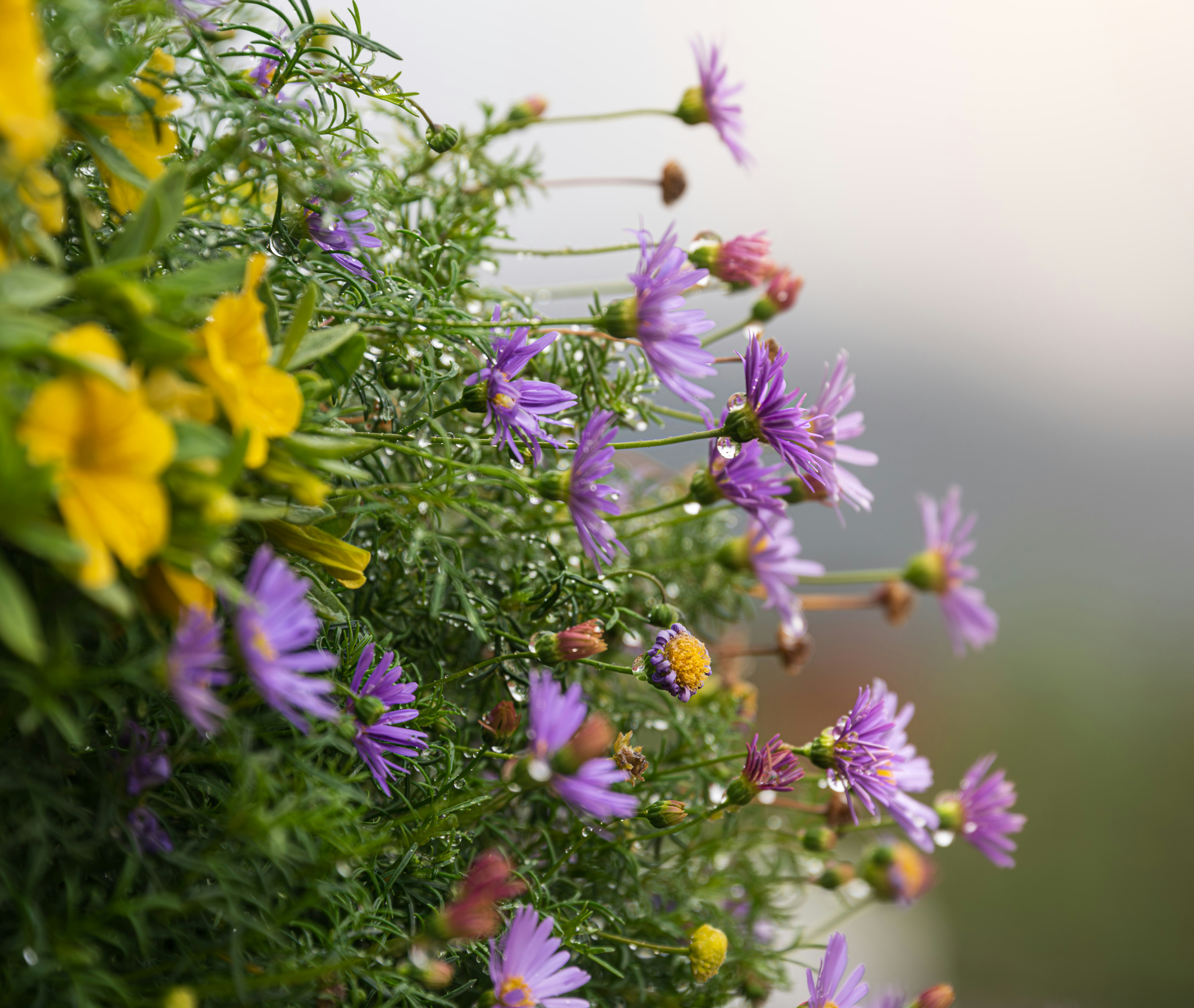 A vibrant close-up of dewy purple Asters and yellow Potentilla flowers in full bloom, captured in the serene environment of Carcross, Yukon, Canada.
