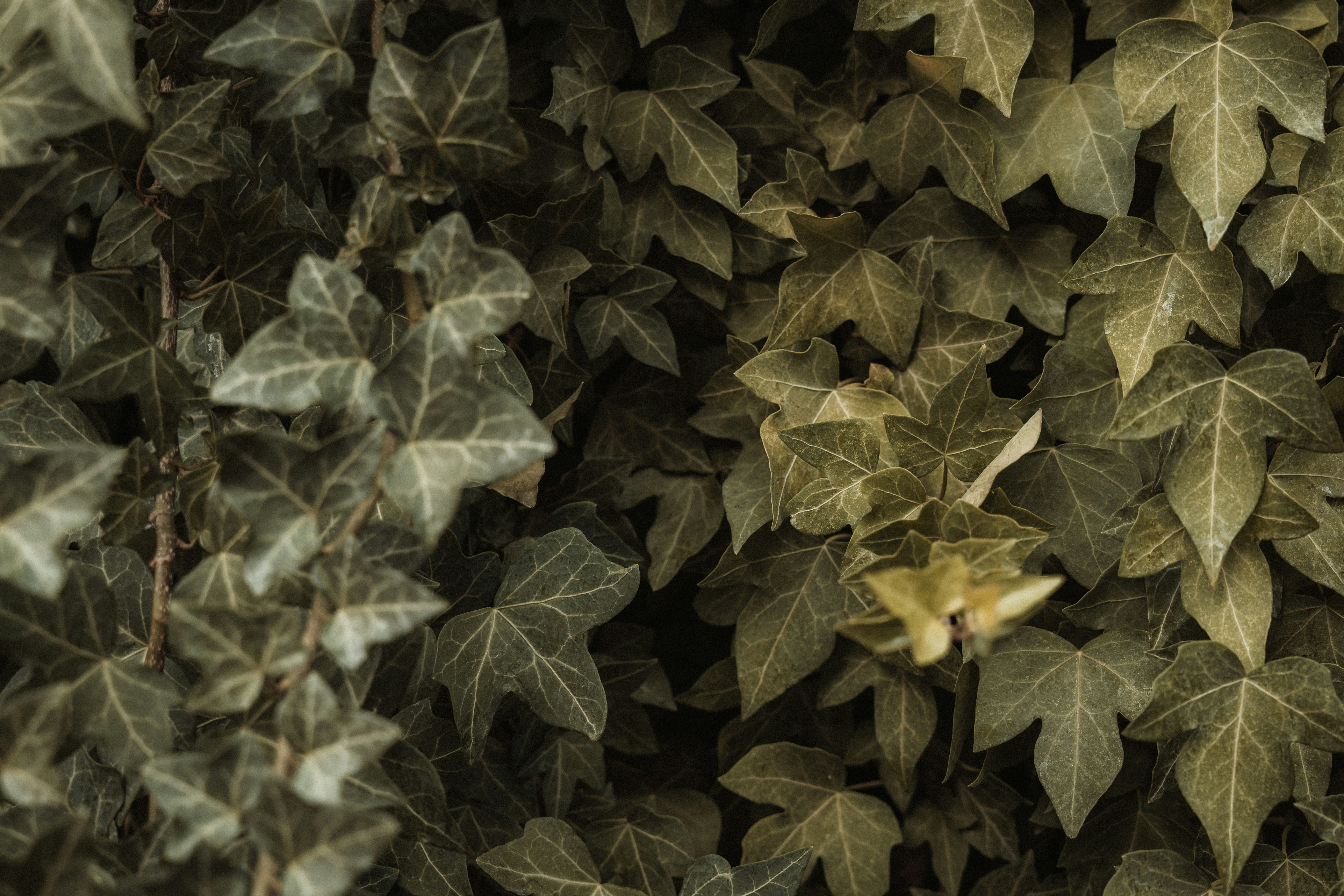 Dense ivy leaves covering a wall with varied shades of green and yellow.