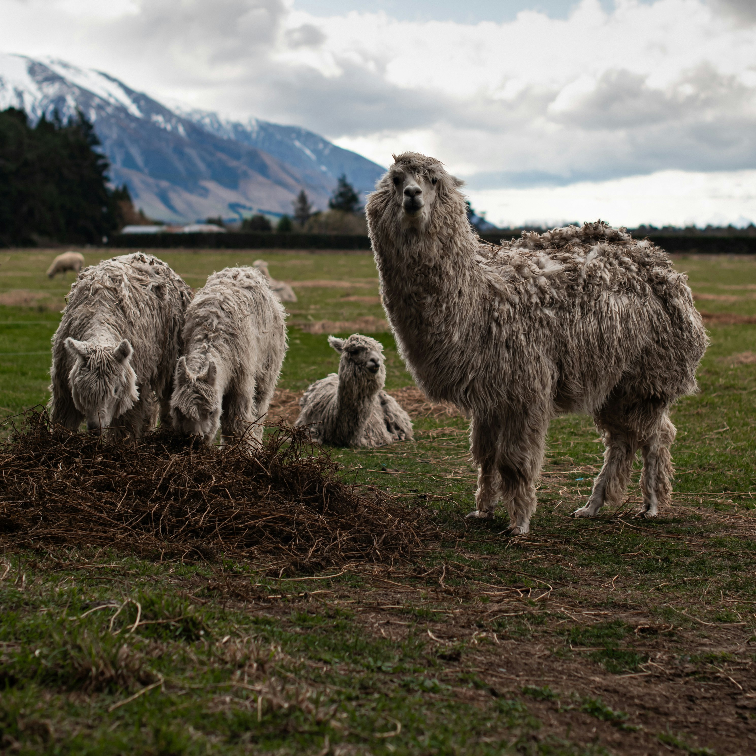 Fluff and Frontiers: Alpacas Stand Guard in a Wind-Worn Valley
