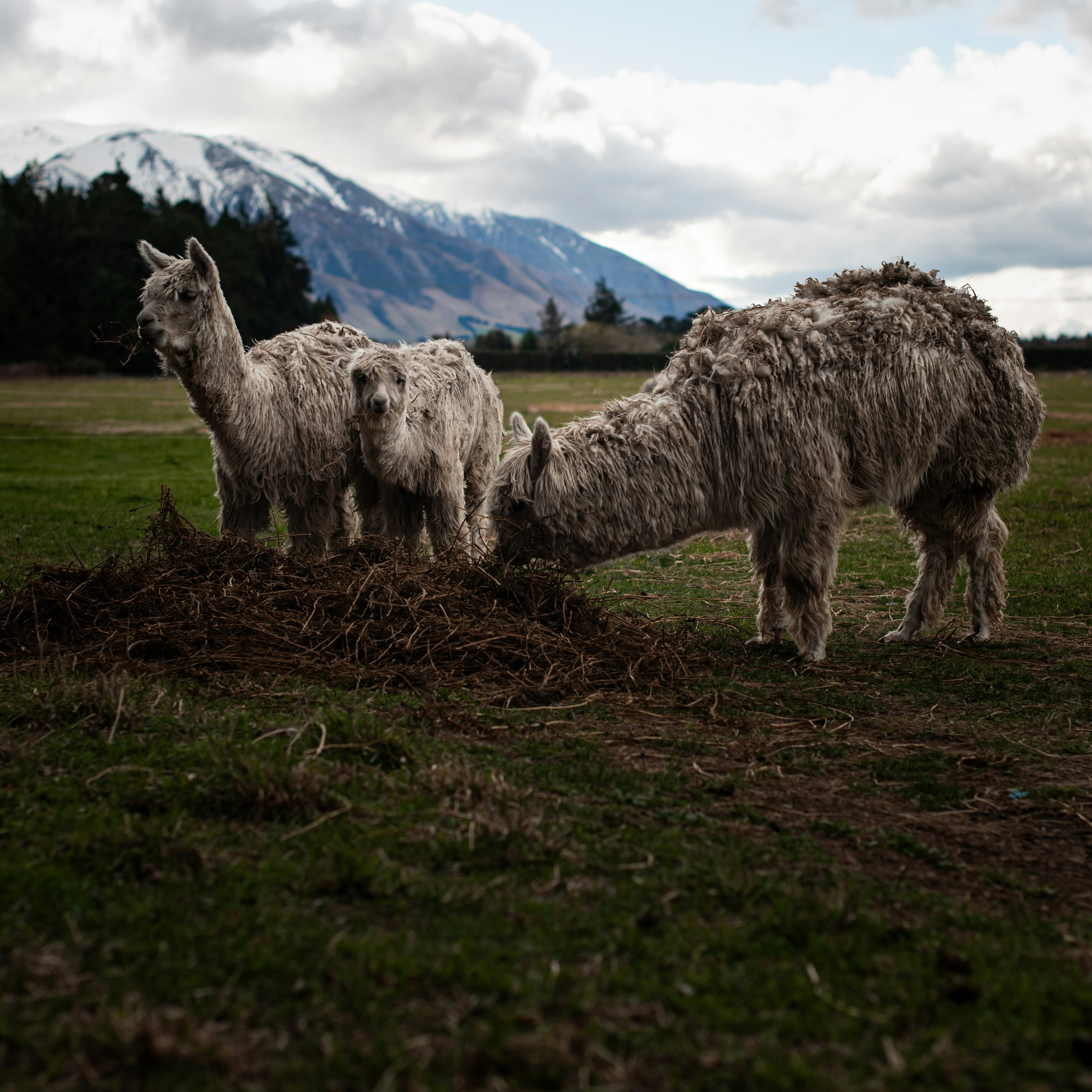 Llamas in a Highland Field: Grazing Beneath Snowcapped Peaks