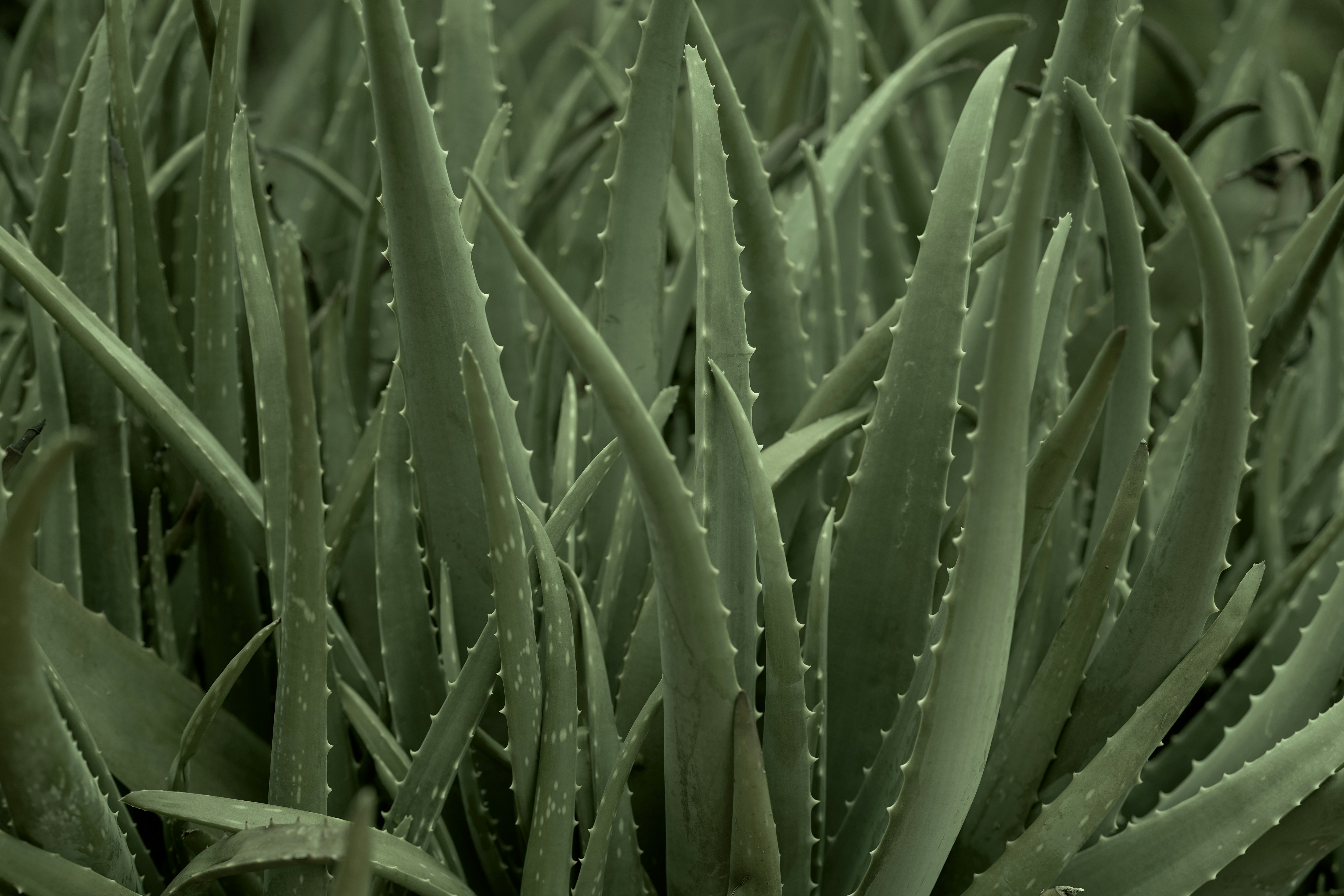 Emerald Spires: a Close Wake of Serrated Leaves