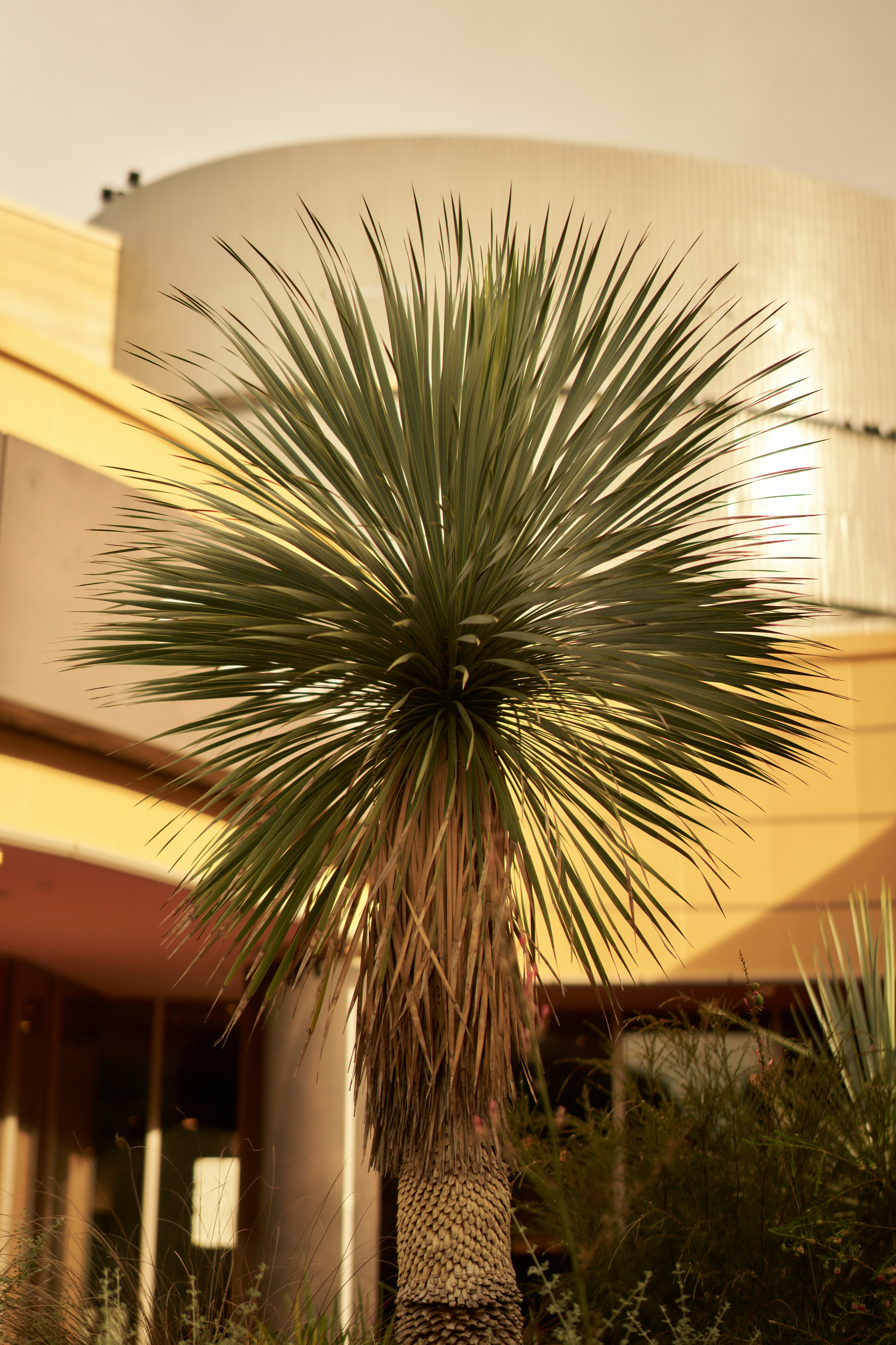 Sunlit Crown: Palm Fronds Framing a Modern Courtyard