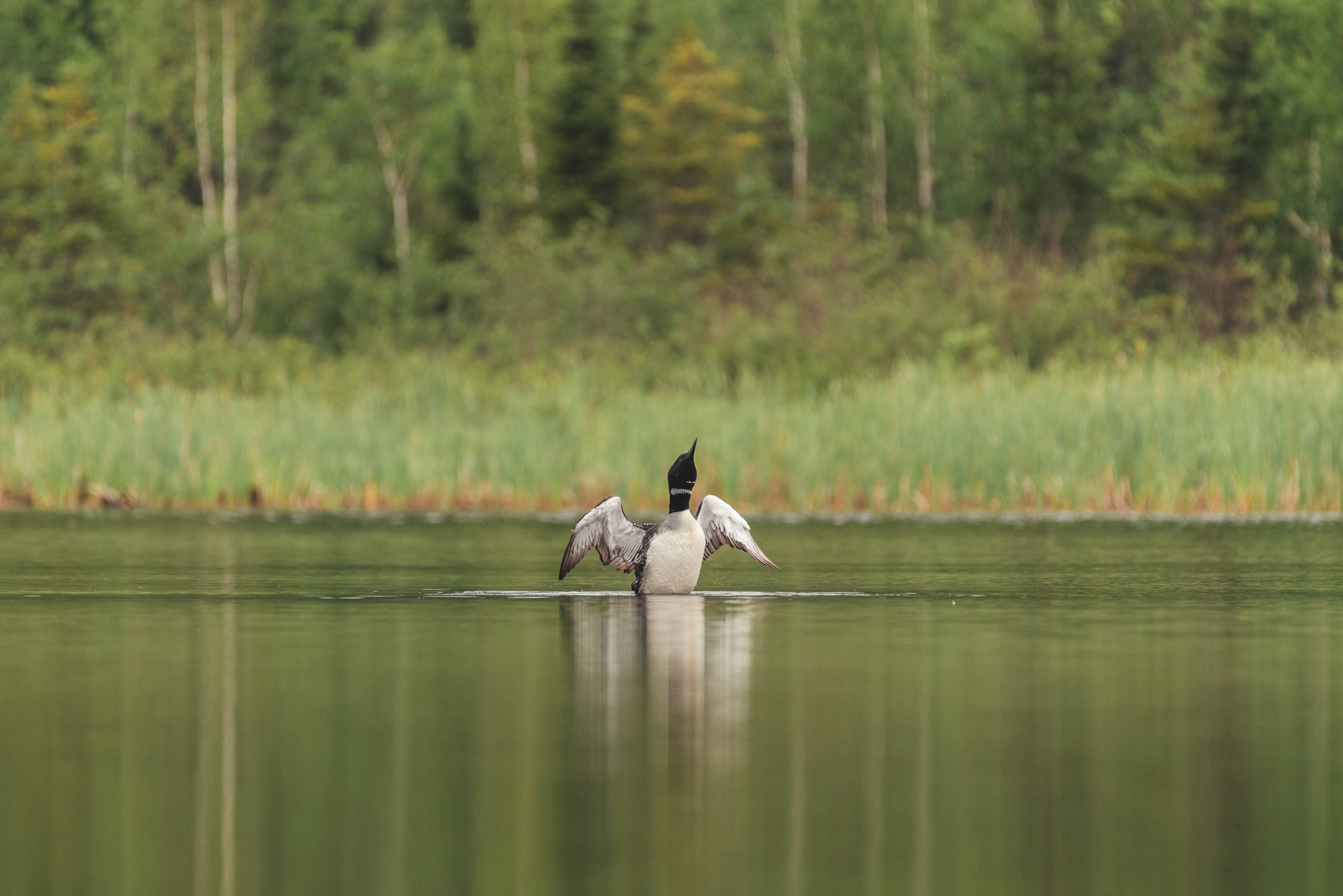 Wing Spread Over a Mirror Lake