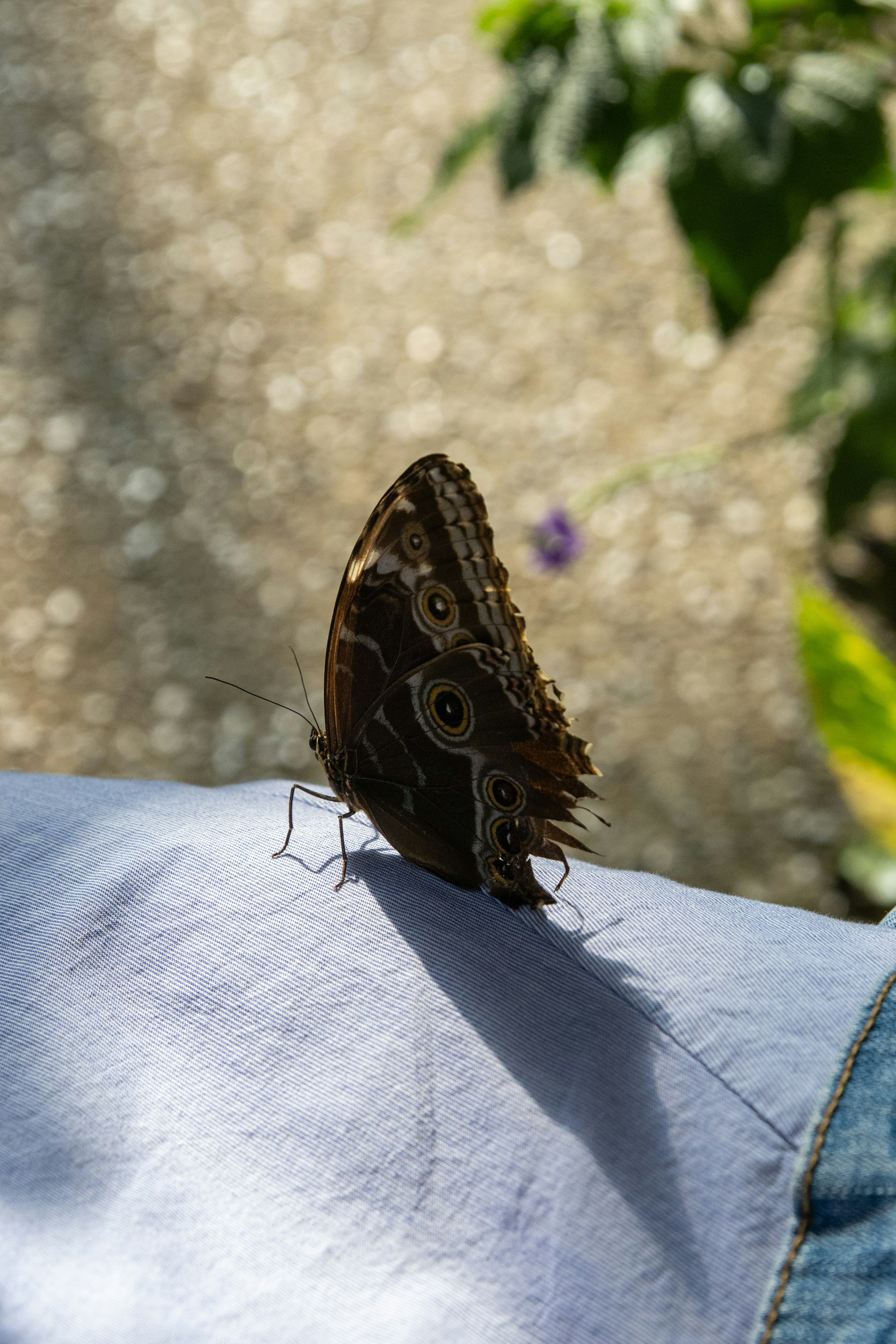 Denim Dusk: A Speckled Butterfly Pauses on Fabric