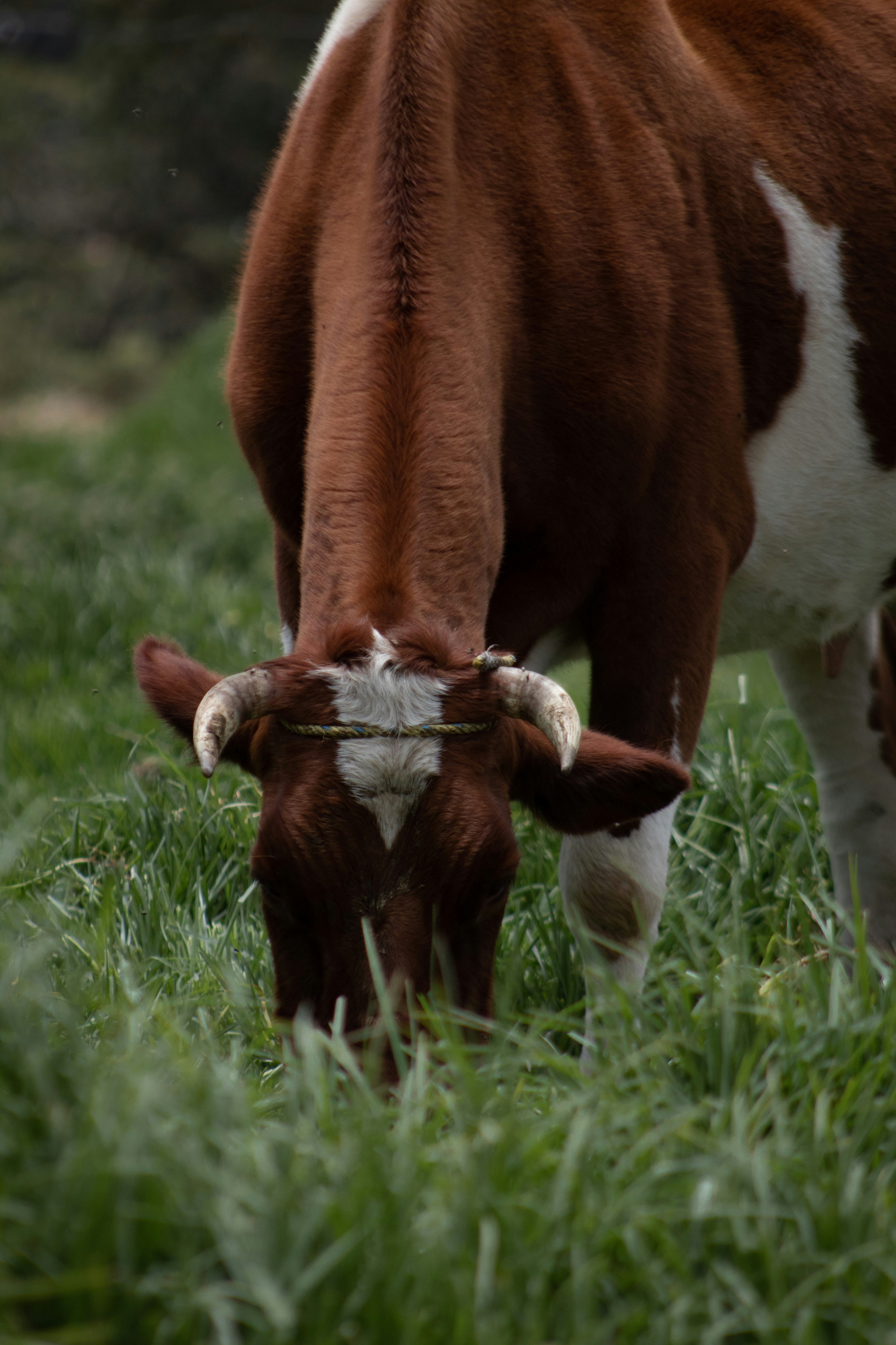 Nose to the Grass: Close-up of a Horned Cow in a Quiet Meadow
