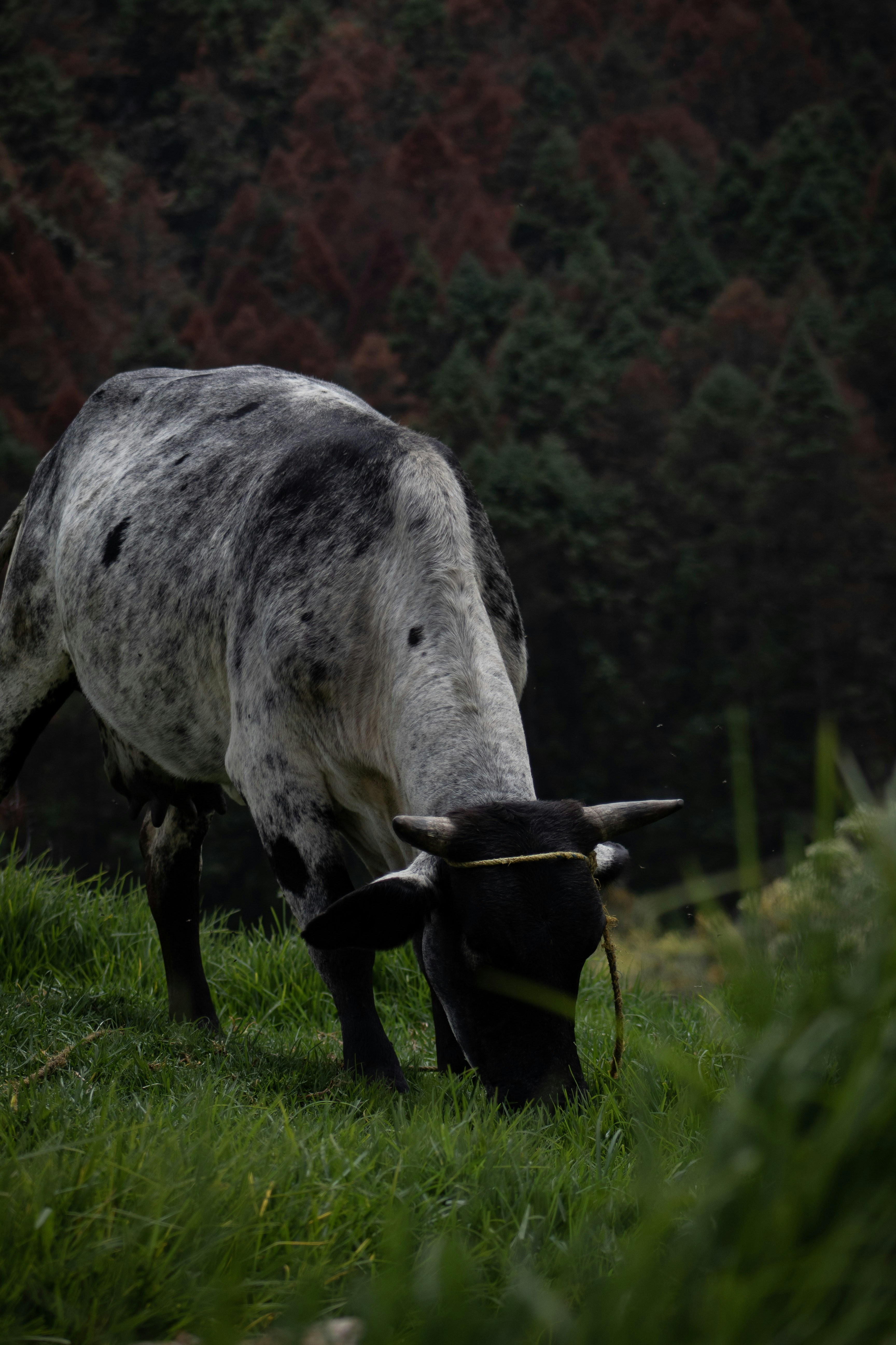 Dappled Grazer at the Meadow's Edge