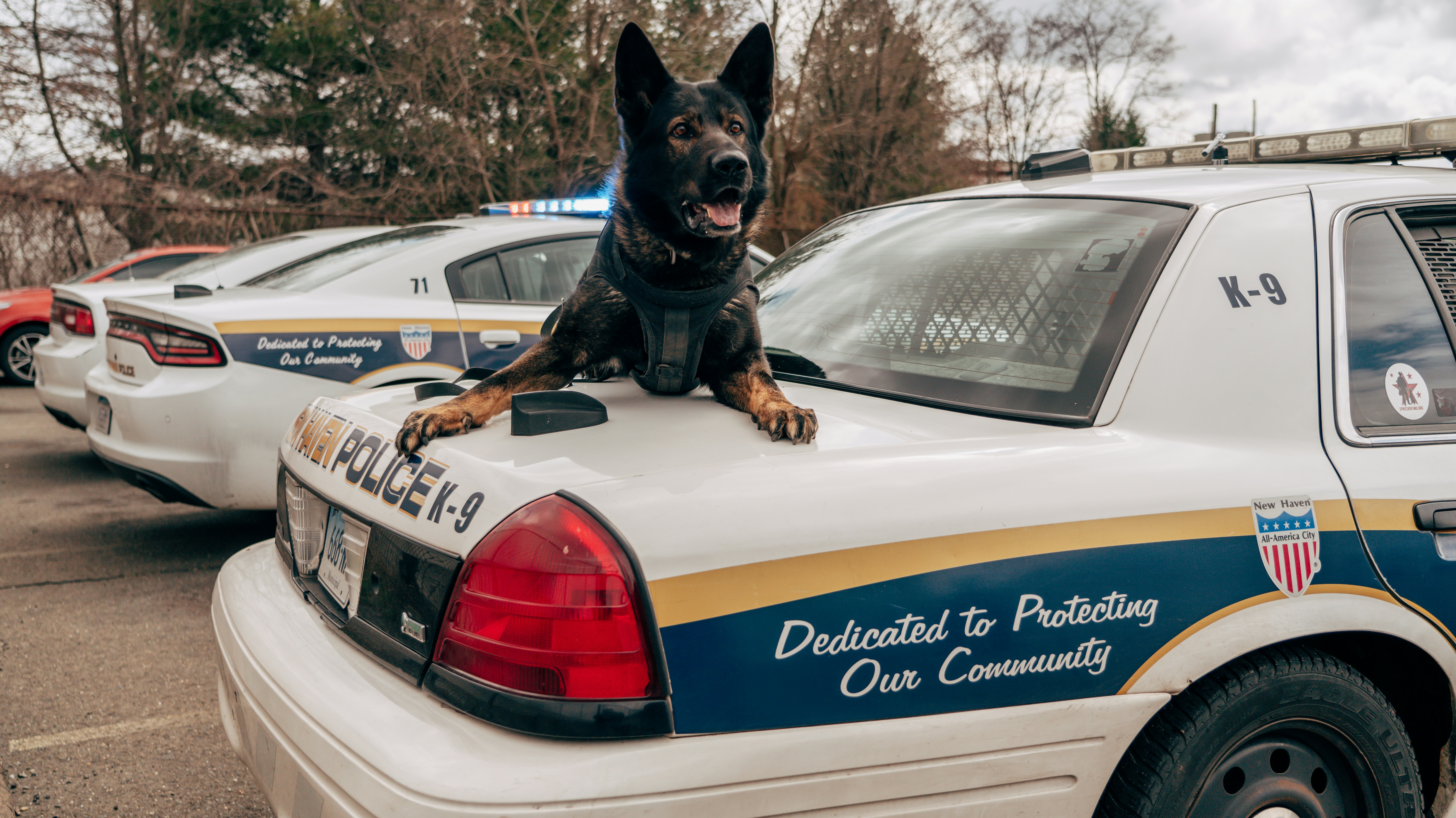 A police dog sitting on the back of a police car photo – Free Canine ...