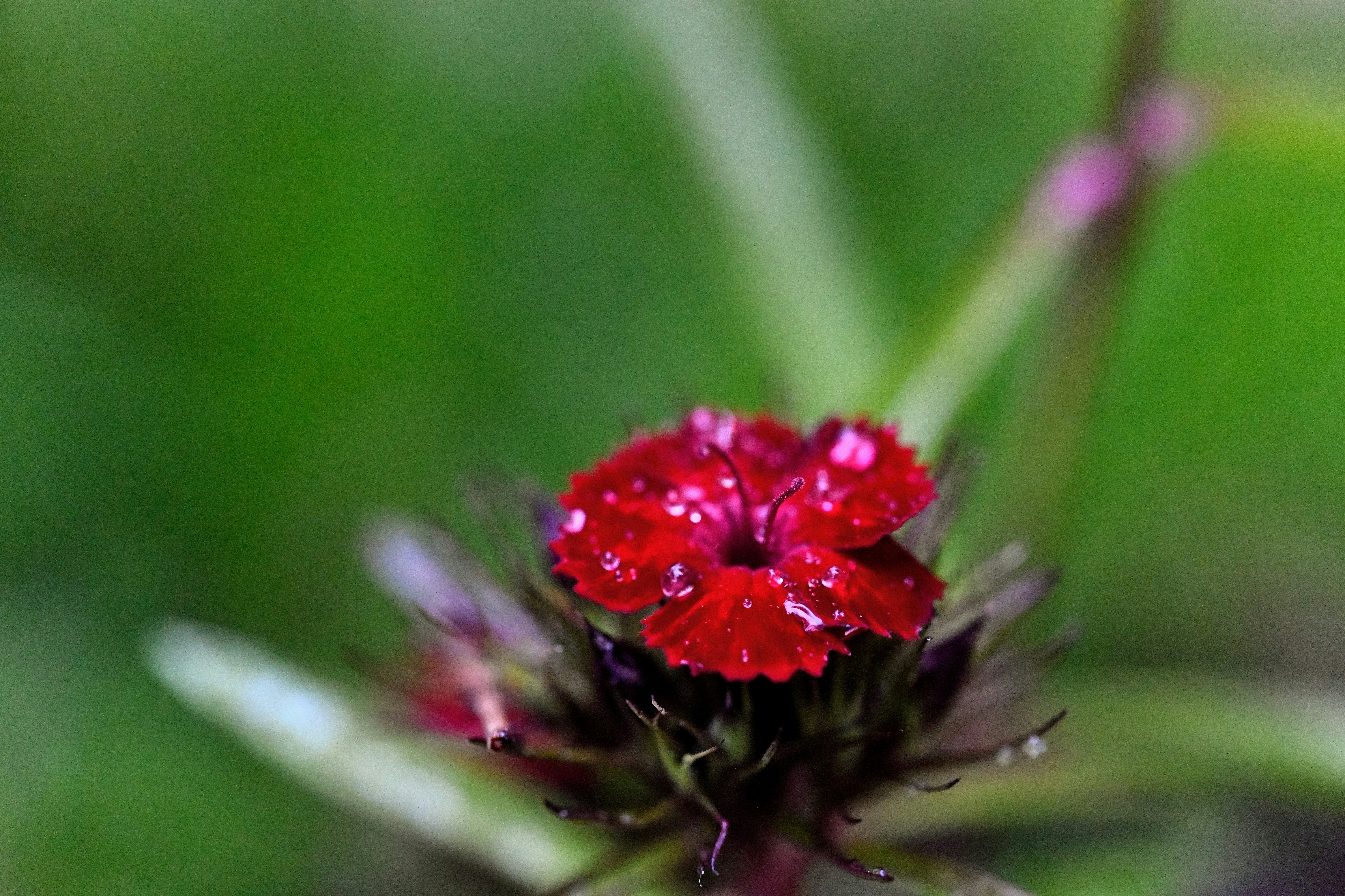 Crimson bloom in soft green haze