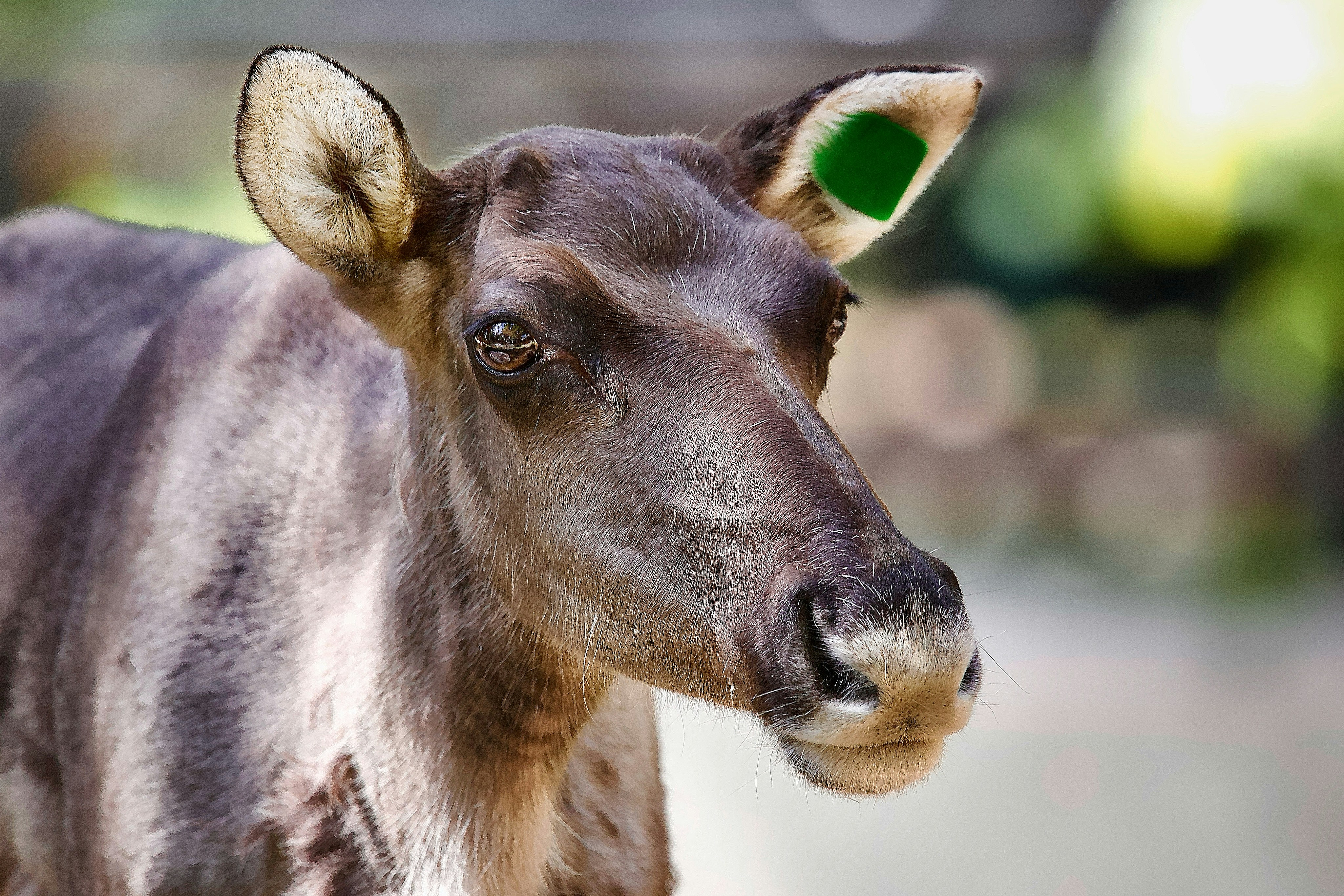 Okapi Pictures | Download Free Images on Unsplash