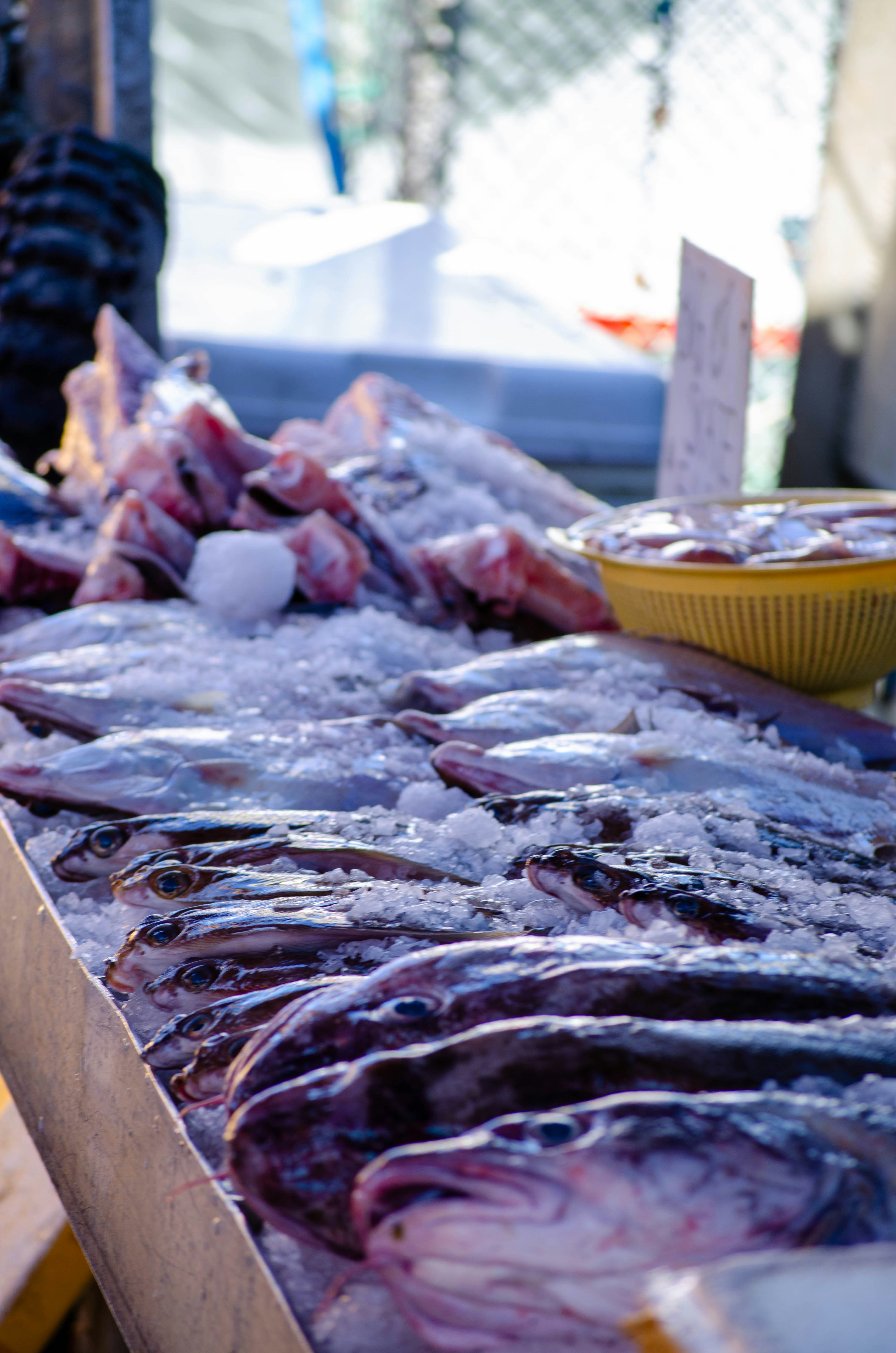 A close-up view of fresh fish laid out on ice at an outdoor market, showcasing the vibrant and authentic display of seafood. The image captures the essence of local fishing culture and the freshness of the catch, making it ideal for stock photography buyers interested in food markets, seafood, and culinary themes. Perfect for use in food industry publications, culinary blogs, or travel guides focusing on local markets and seafood.