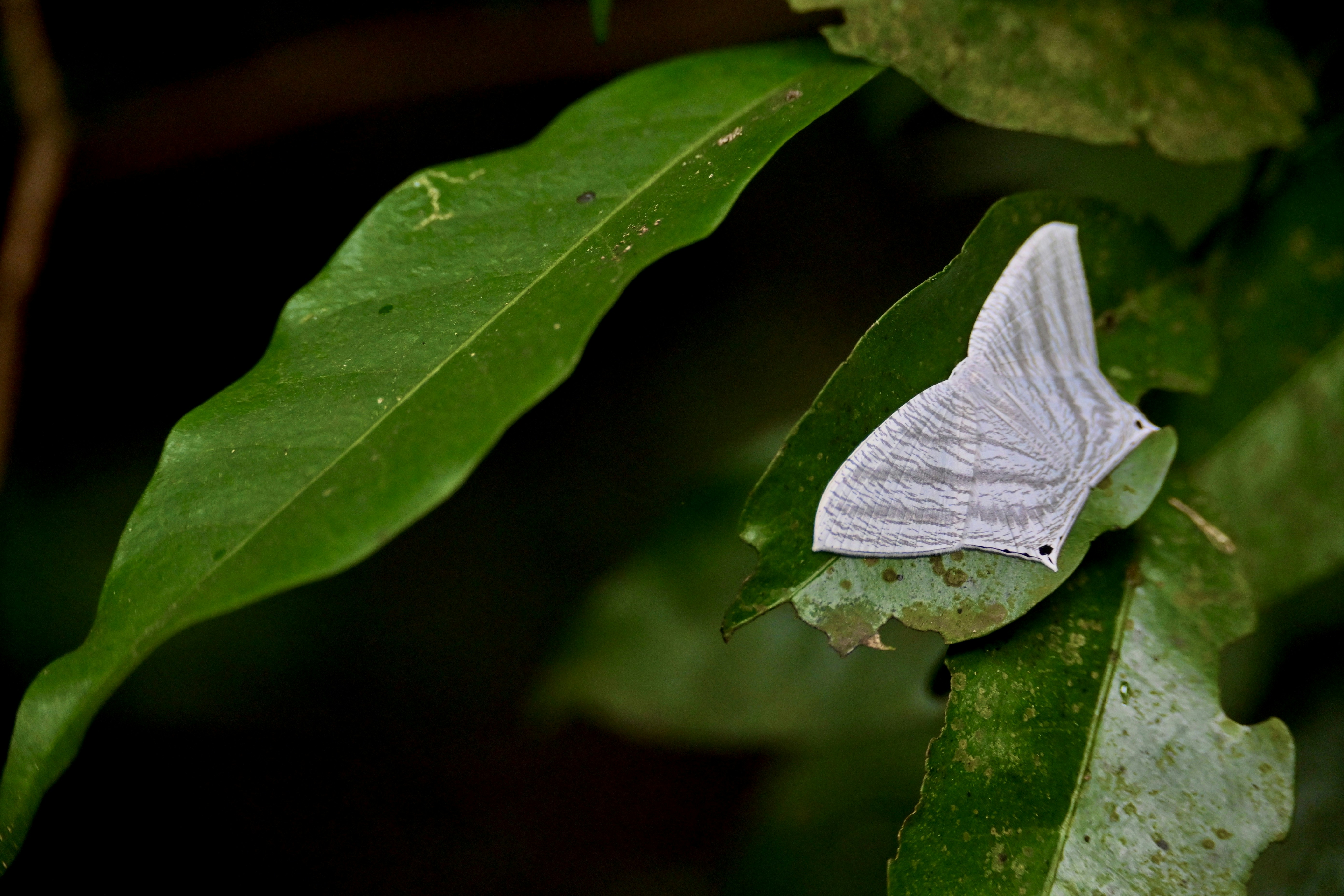 Pale Geometer Moth on a Quiet Green Stage