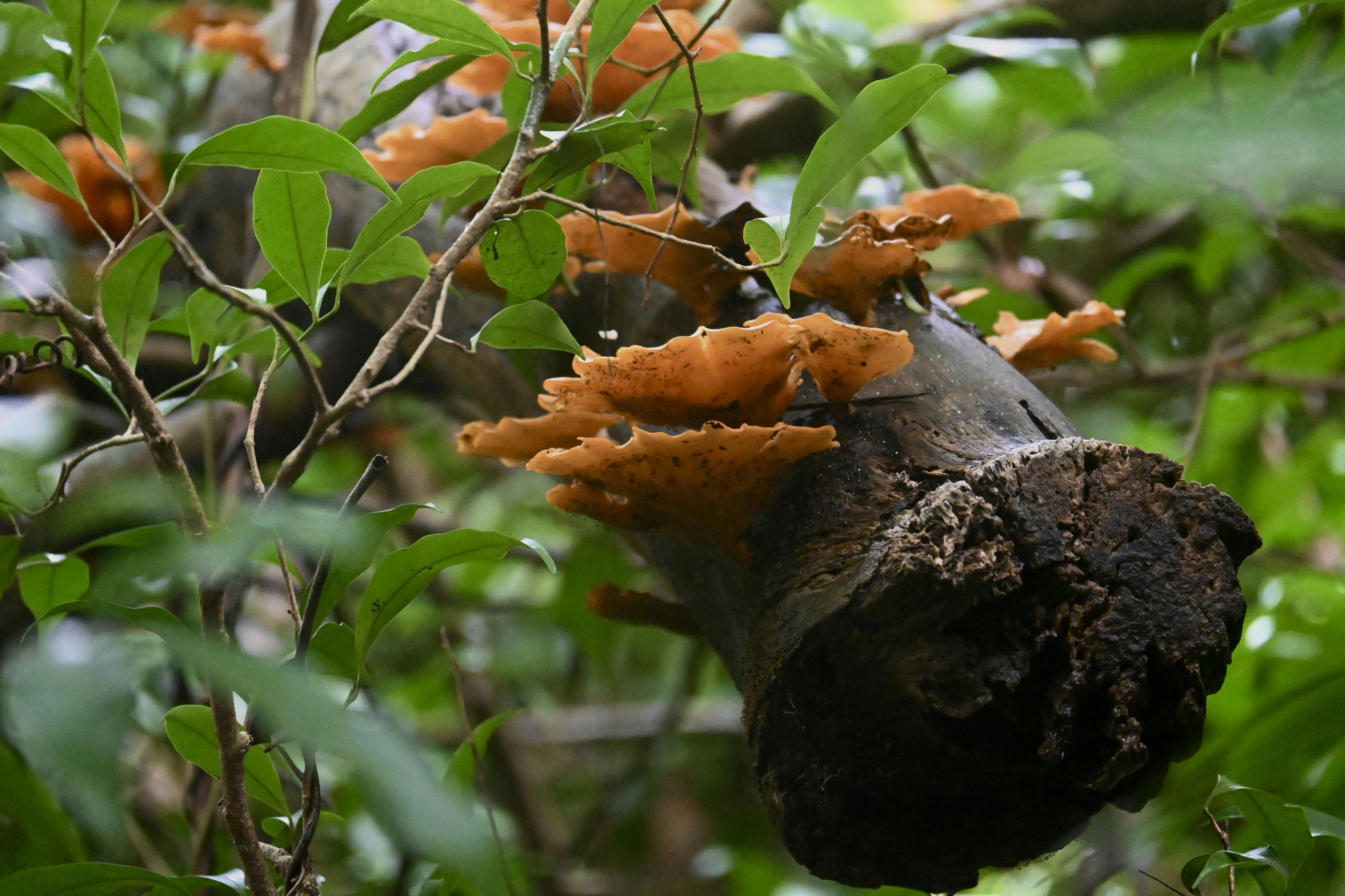 Orange Mushrooms. Shot from Kasaragod in Kerala, India.