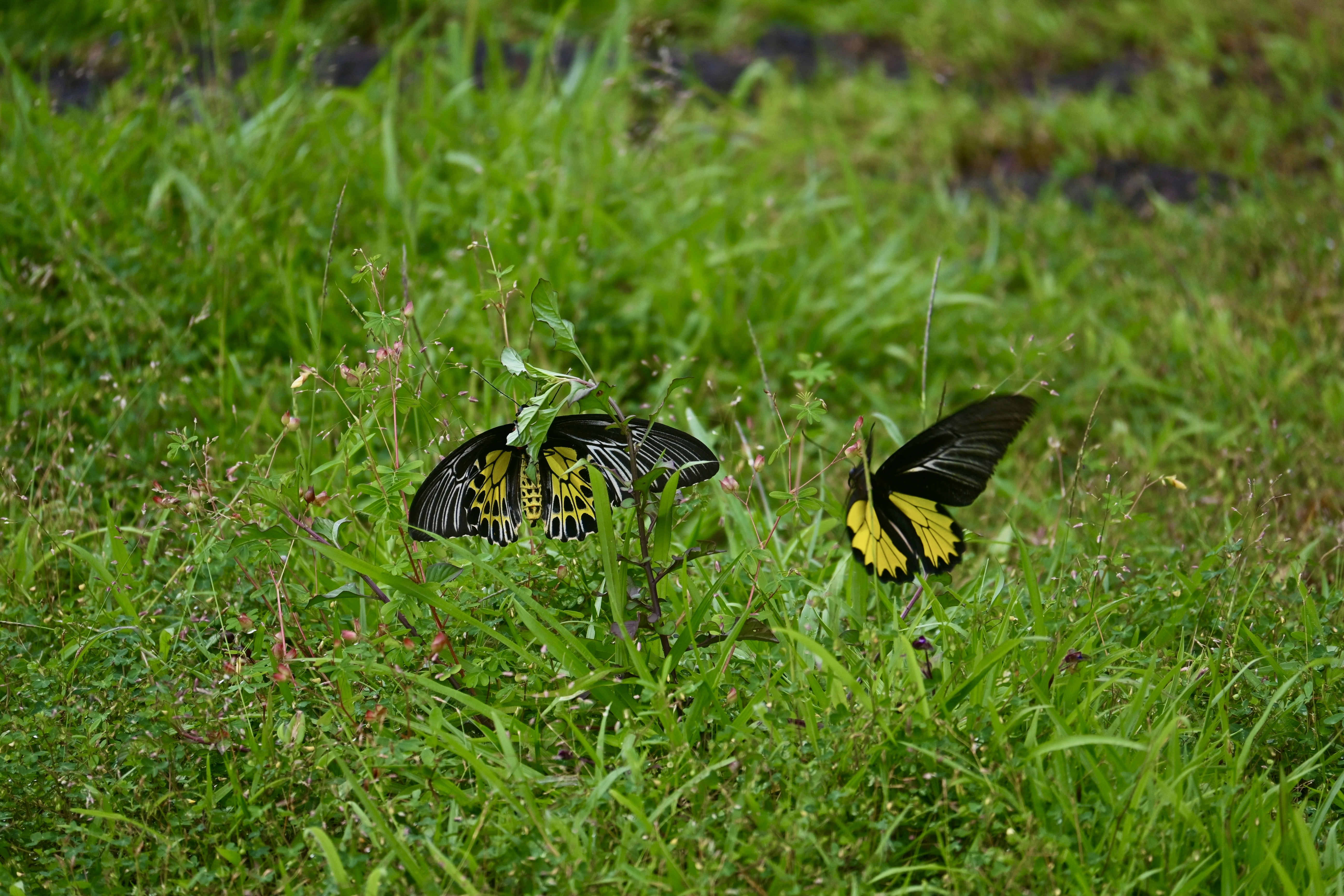 Two Swallowtail Butterflies Test the Morning Meadow