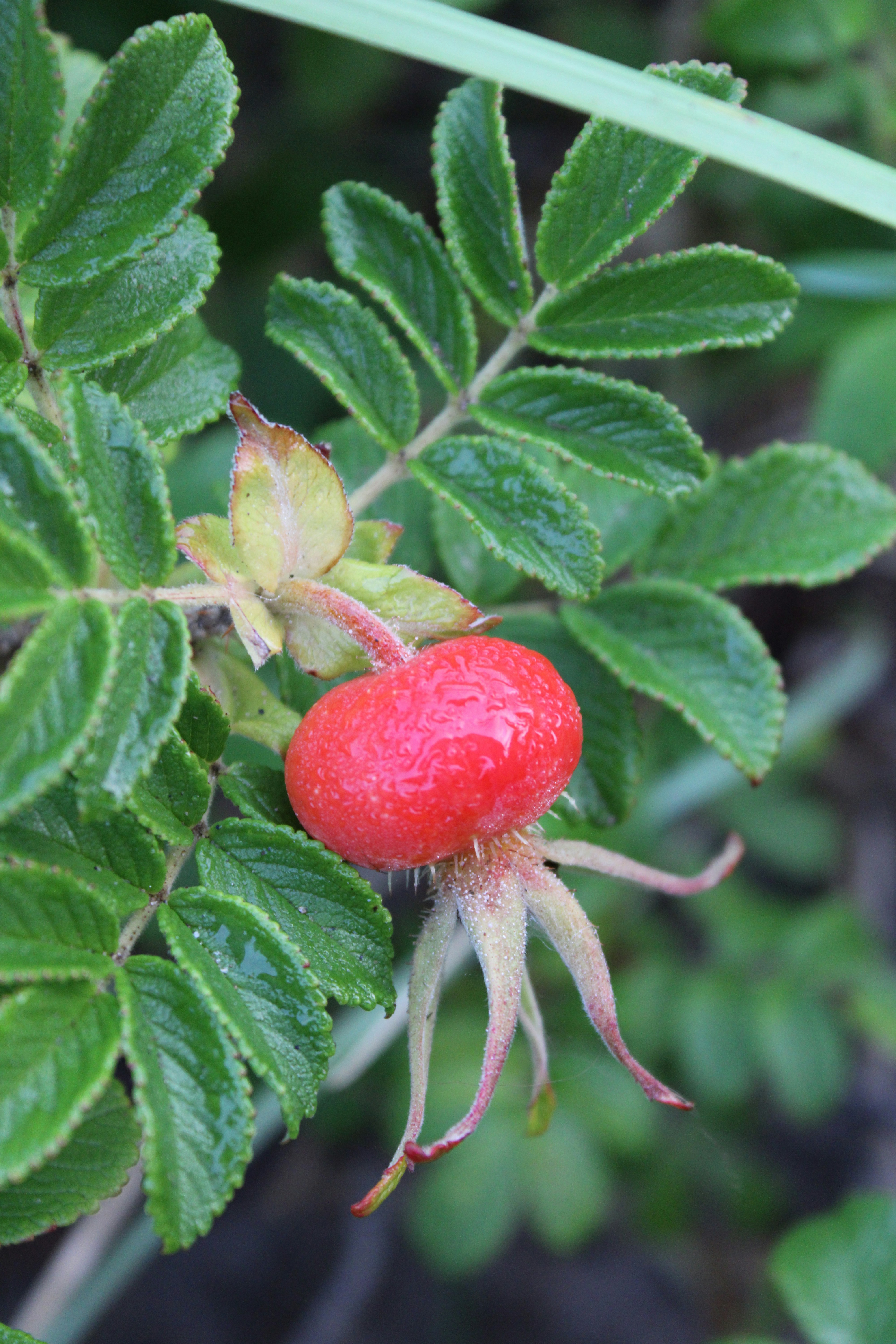 Red Berry Pictures | Download Free Images on Unsplash