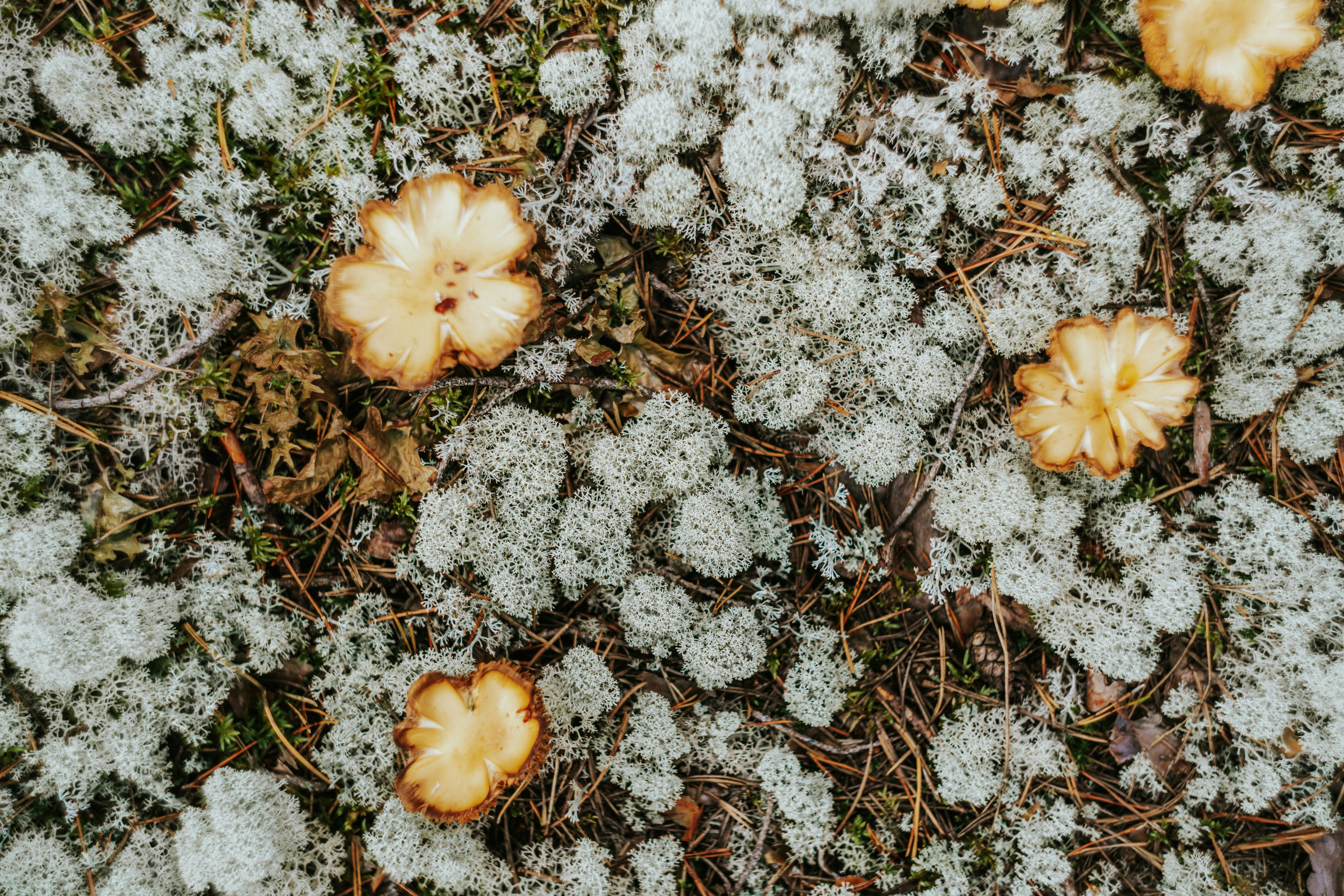 Autumn Floral Snow-Dust: Yellow blossoms Amid Frosted Ground