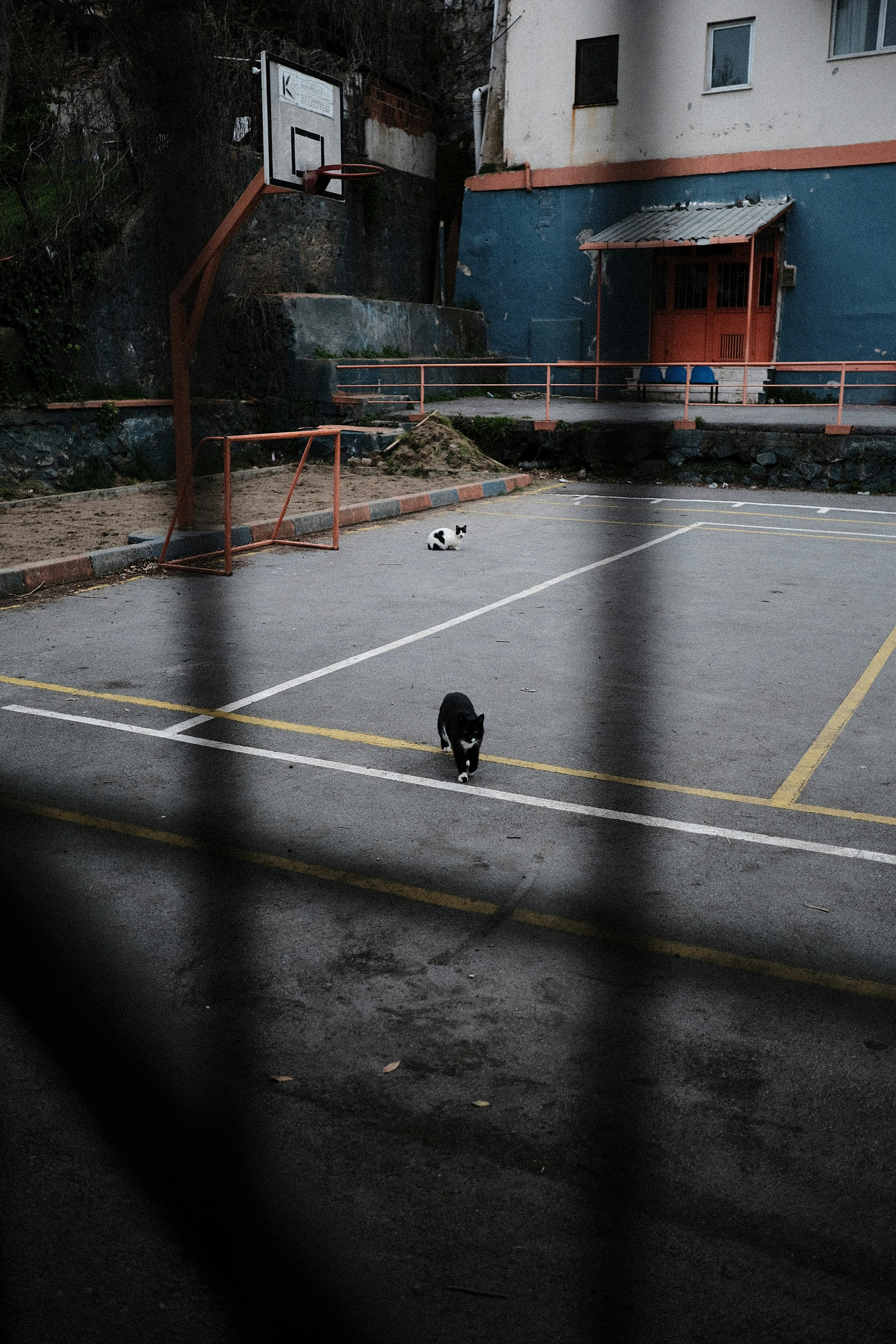 A tennis court with a dog in the middle of it