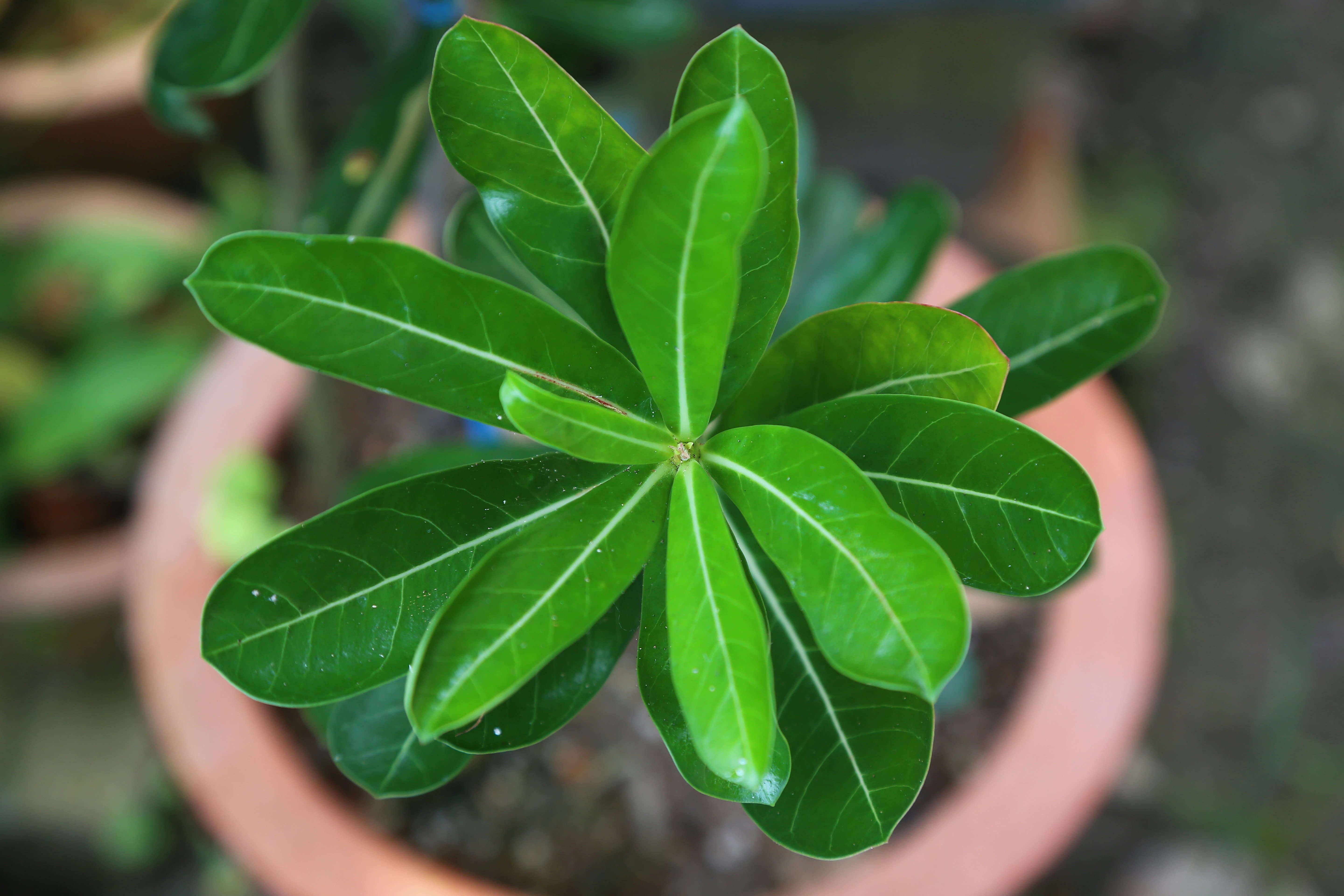 Emerald spokes: a single-leaf rosette in a terracotta cradle