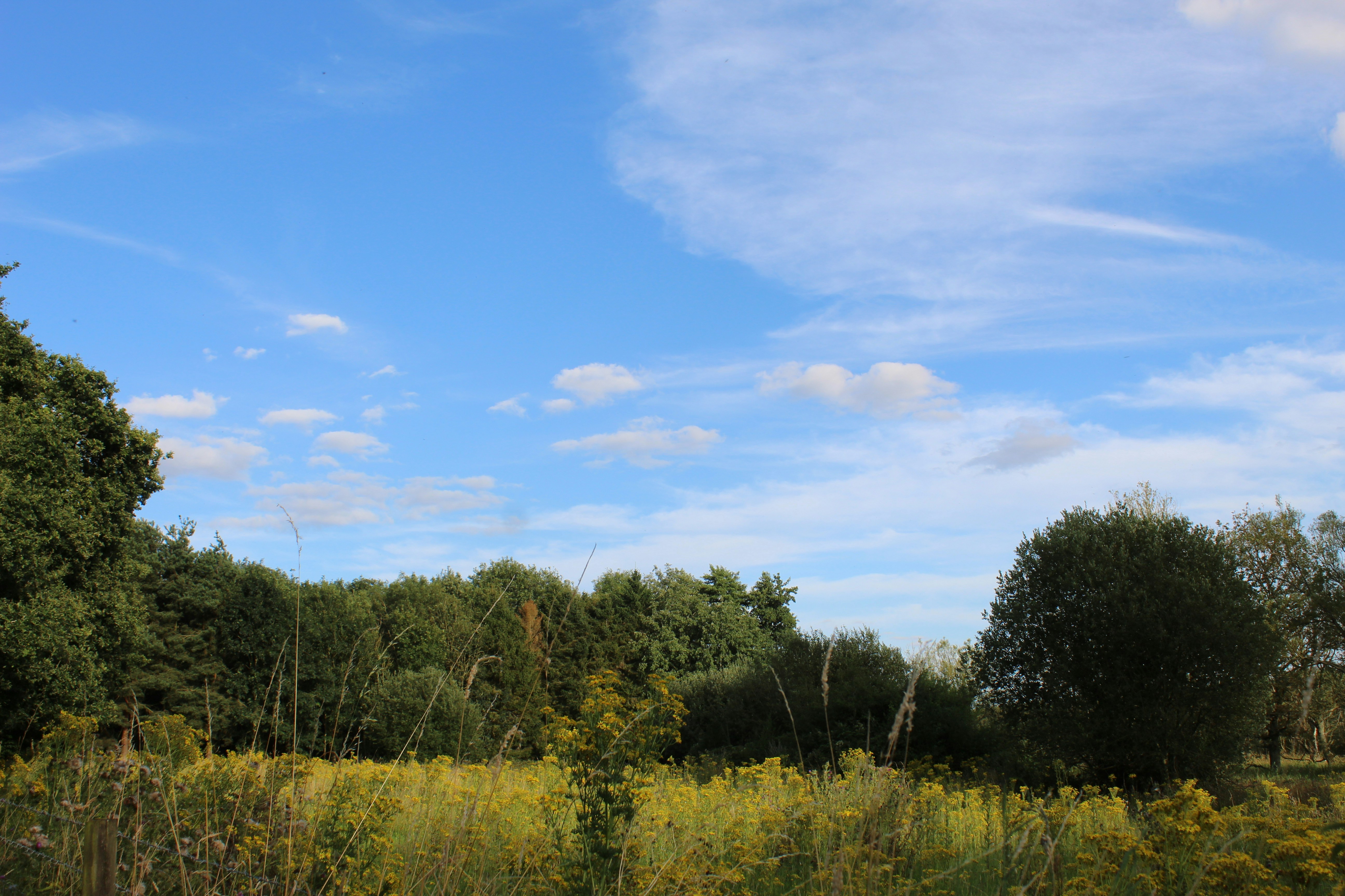 Photo by Thomas Underwood | TTP with Canon EOS 4000D