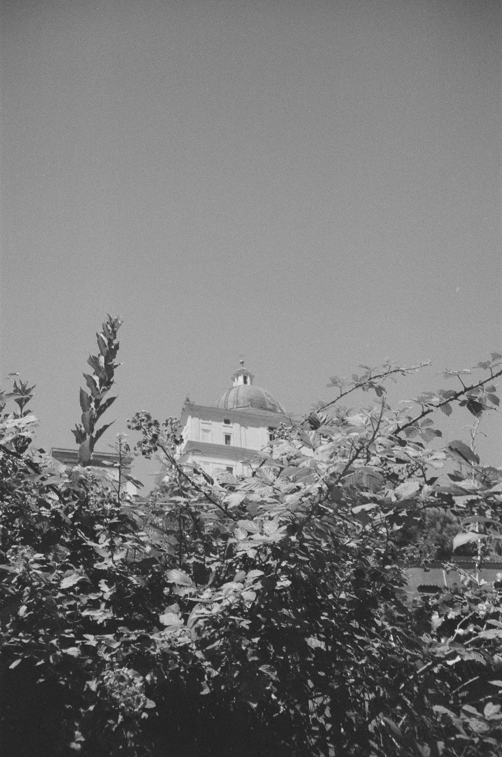 Black-and-white photograph of a domed building peeking above a dense hedge, with foreground foliage framing the urban silhouette.