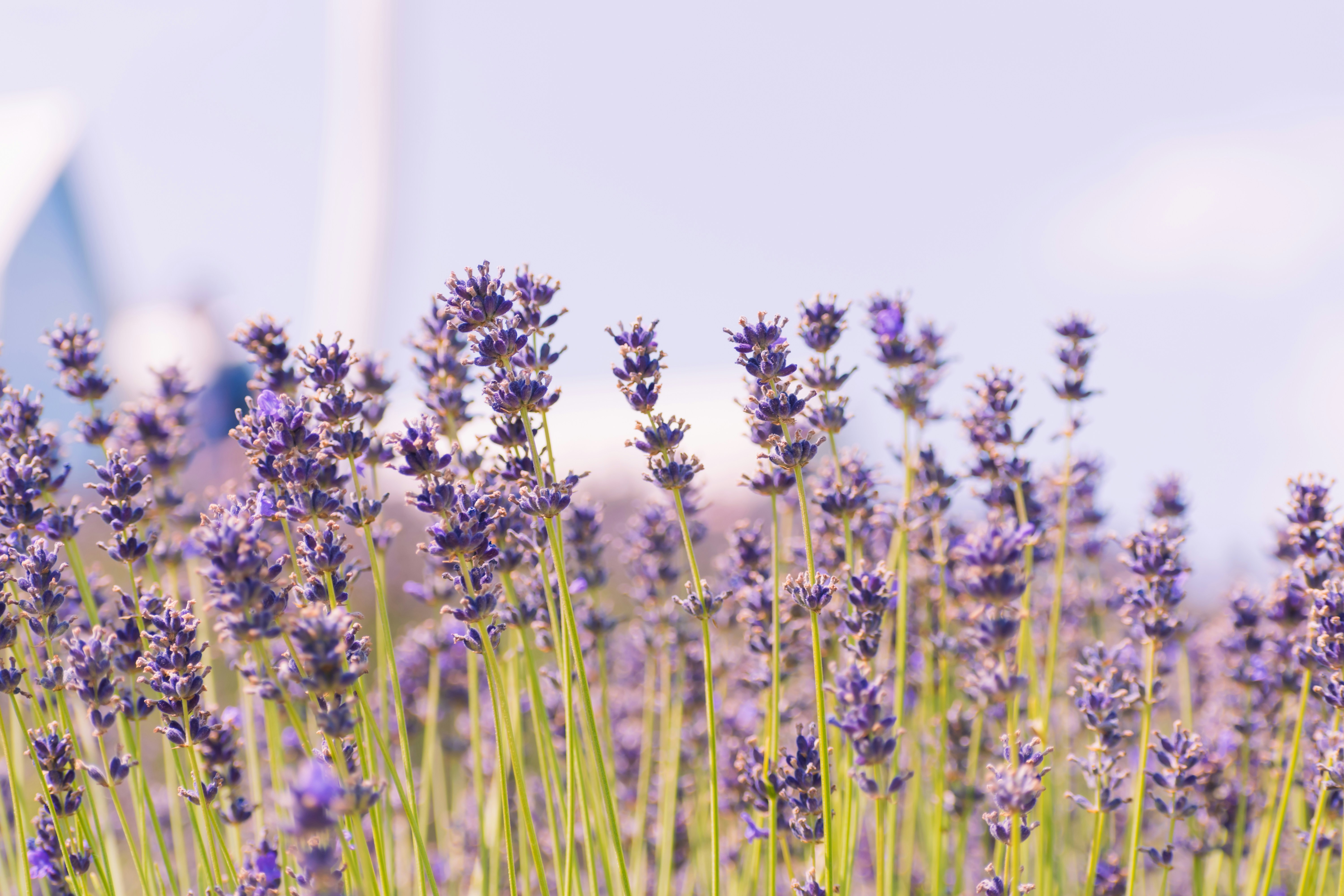 A field of lavender flowers with a building in the background photo ...